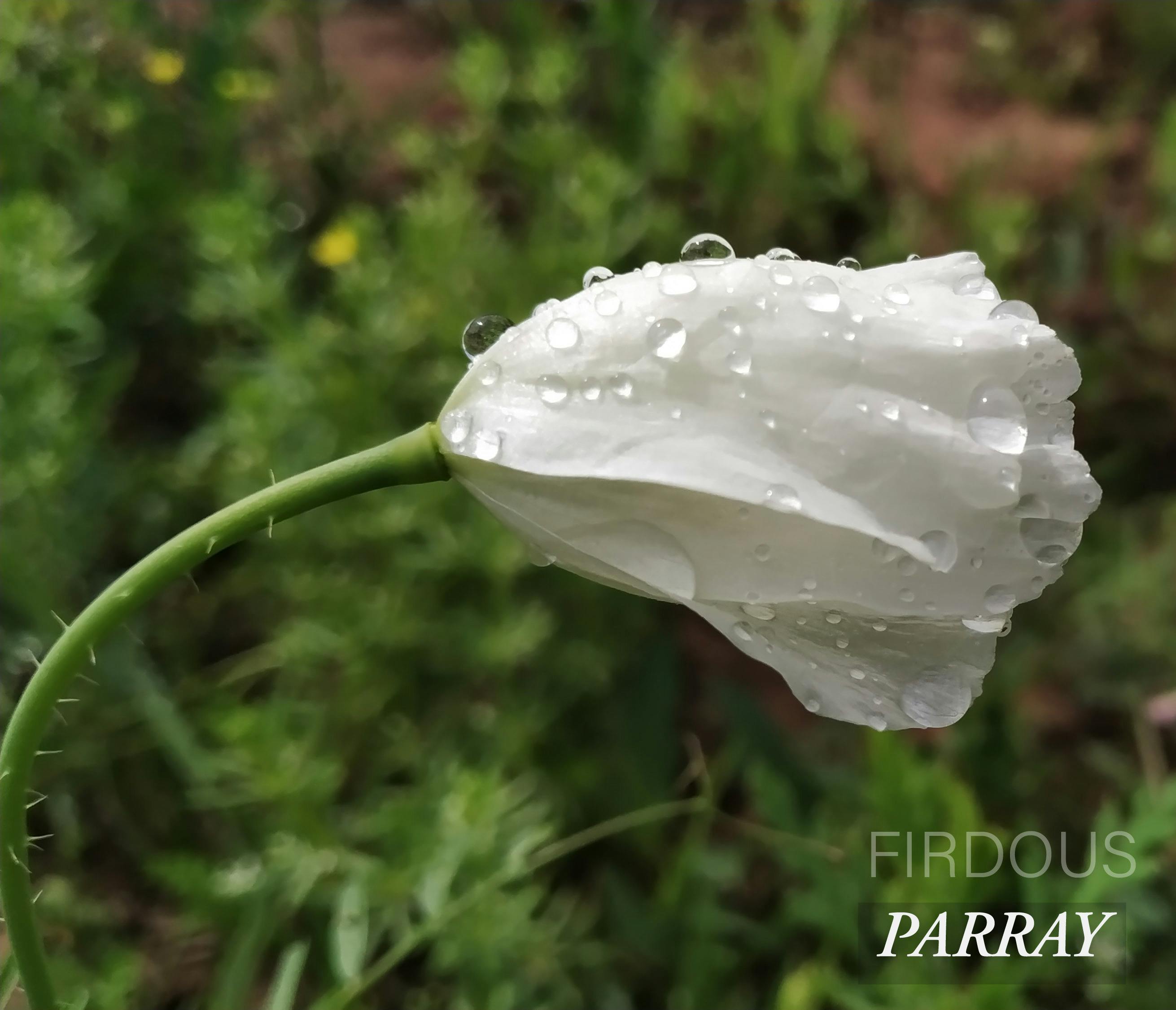 Flowers 6 Photos & Videos Collected by Firdous Parray