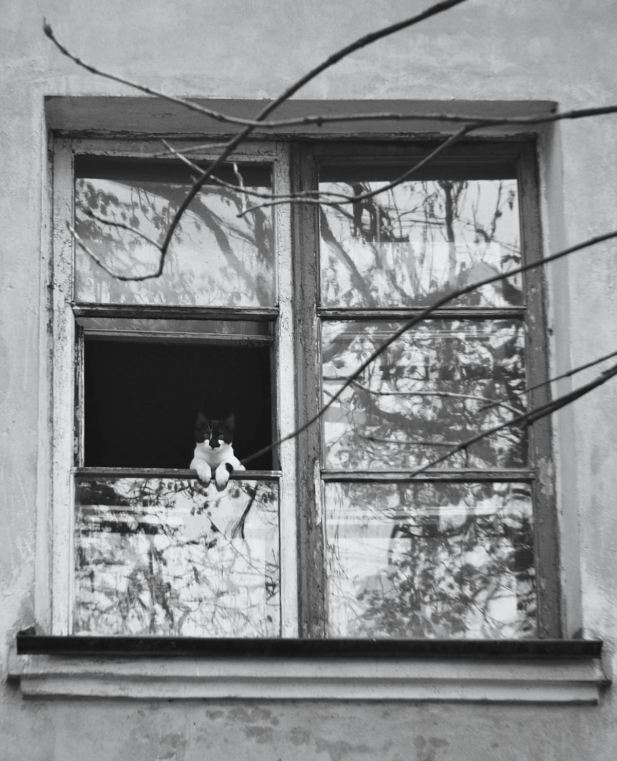 Window Still Photos, Download The BEST Free Window Still Stock Photos ...