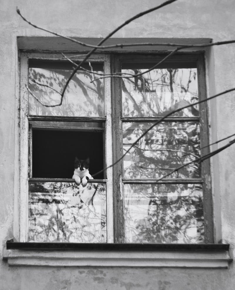 Window Still Photos, Download The BEST Free Window Still Stock Photos ...