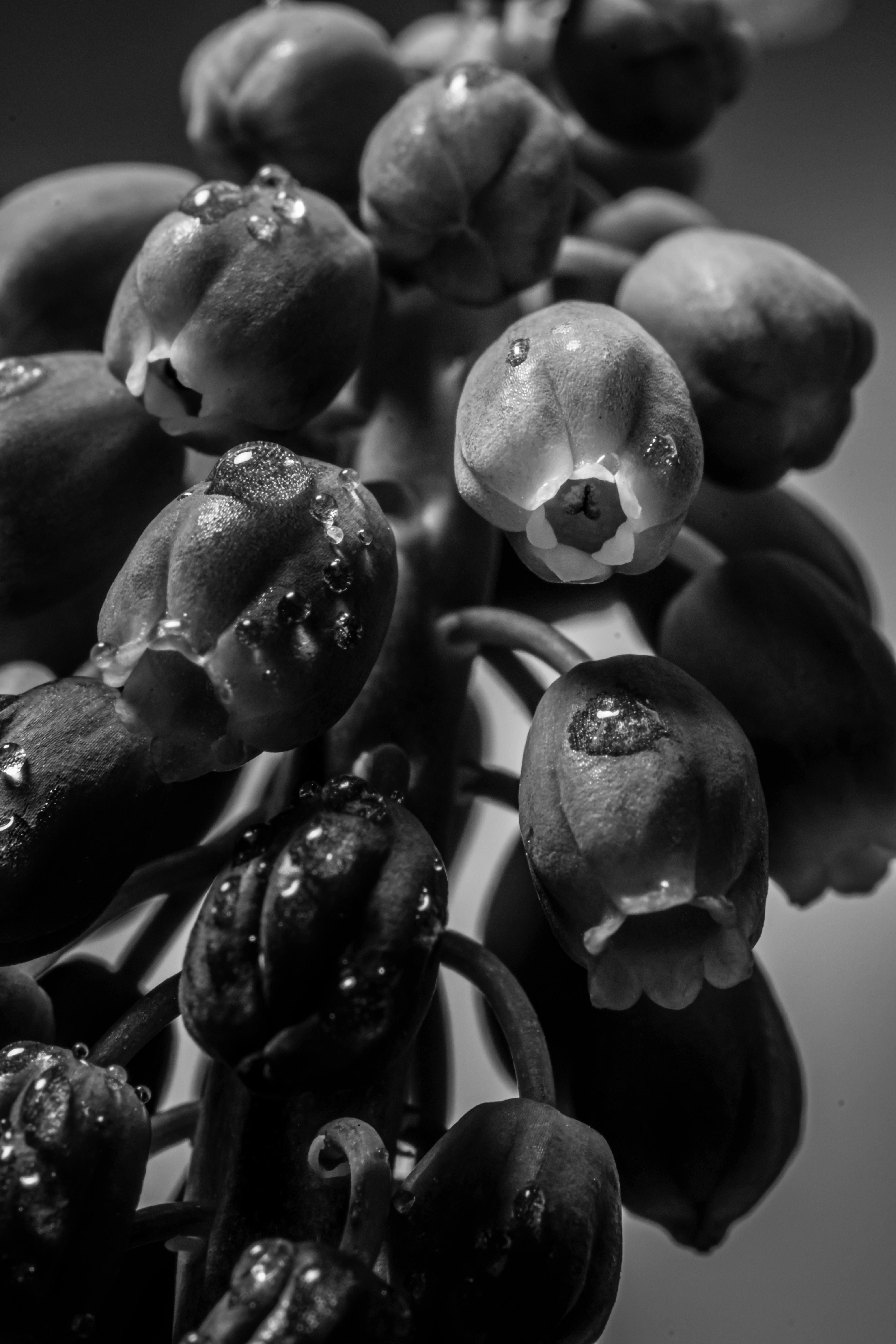 Raindrops on Flowers in Black and White · Free Stock Photo