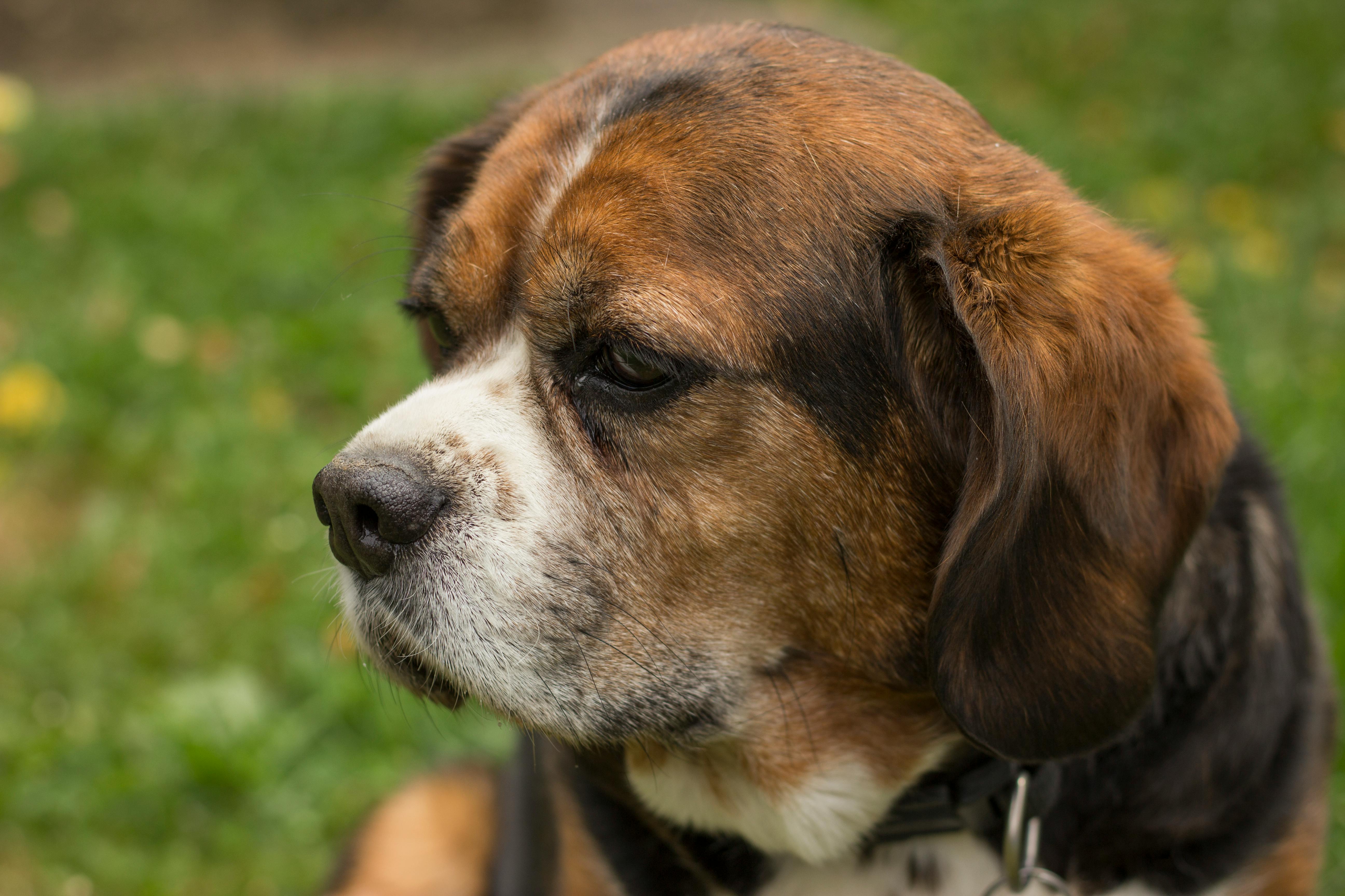 Free stock photo of beagle, beaglier, cavalier