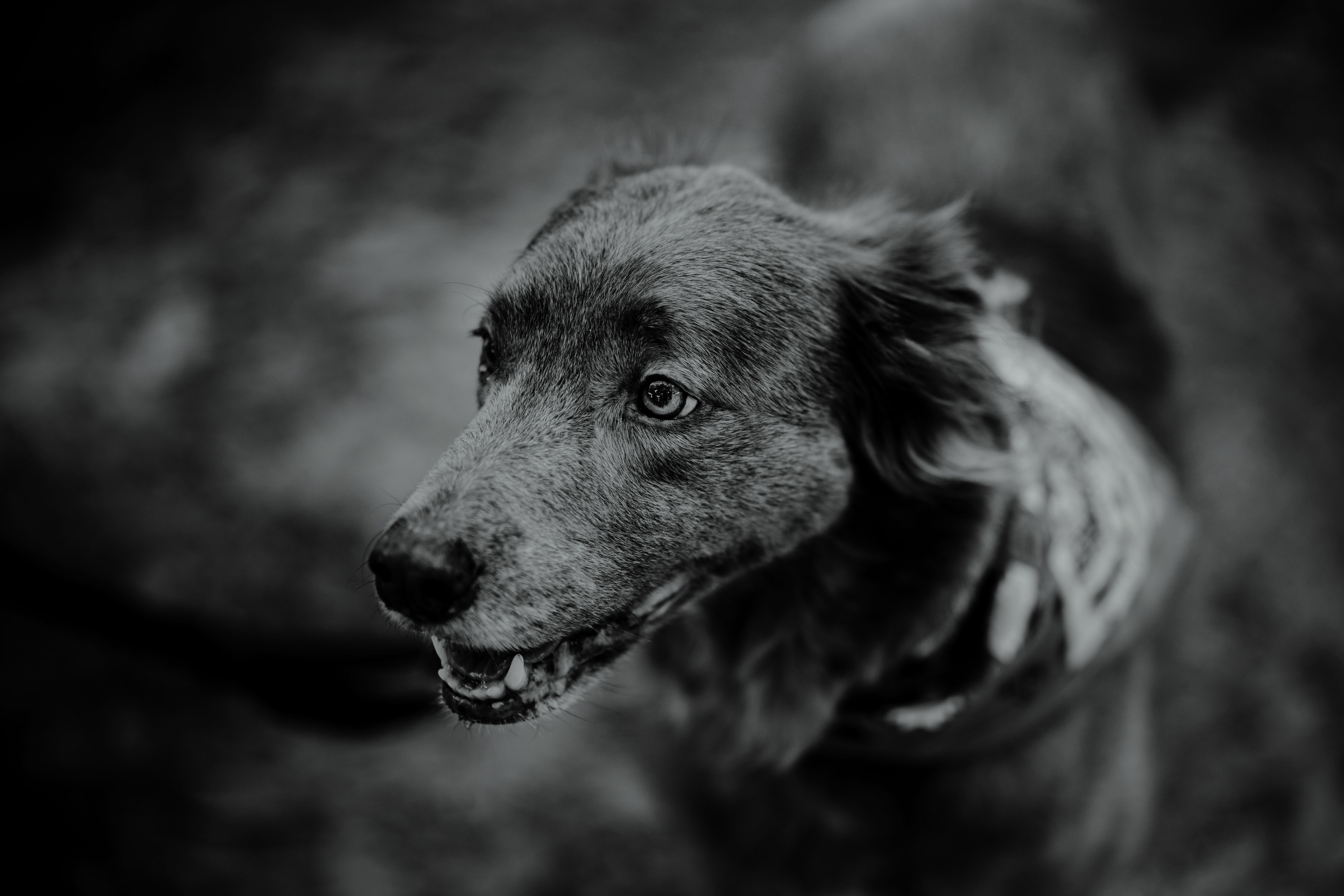 Dog · Free Stock Photo