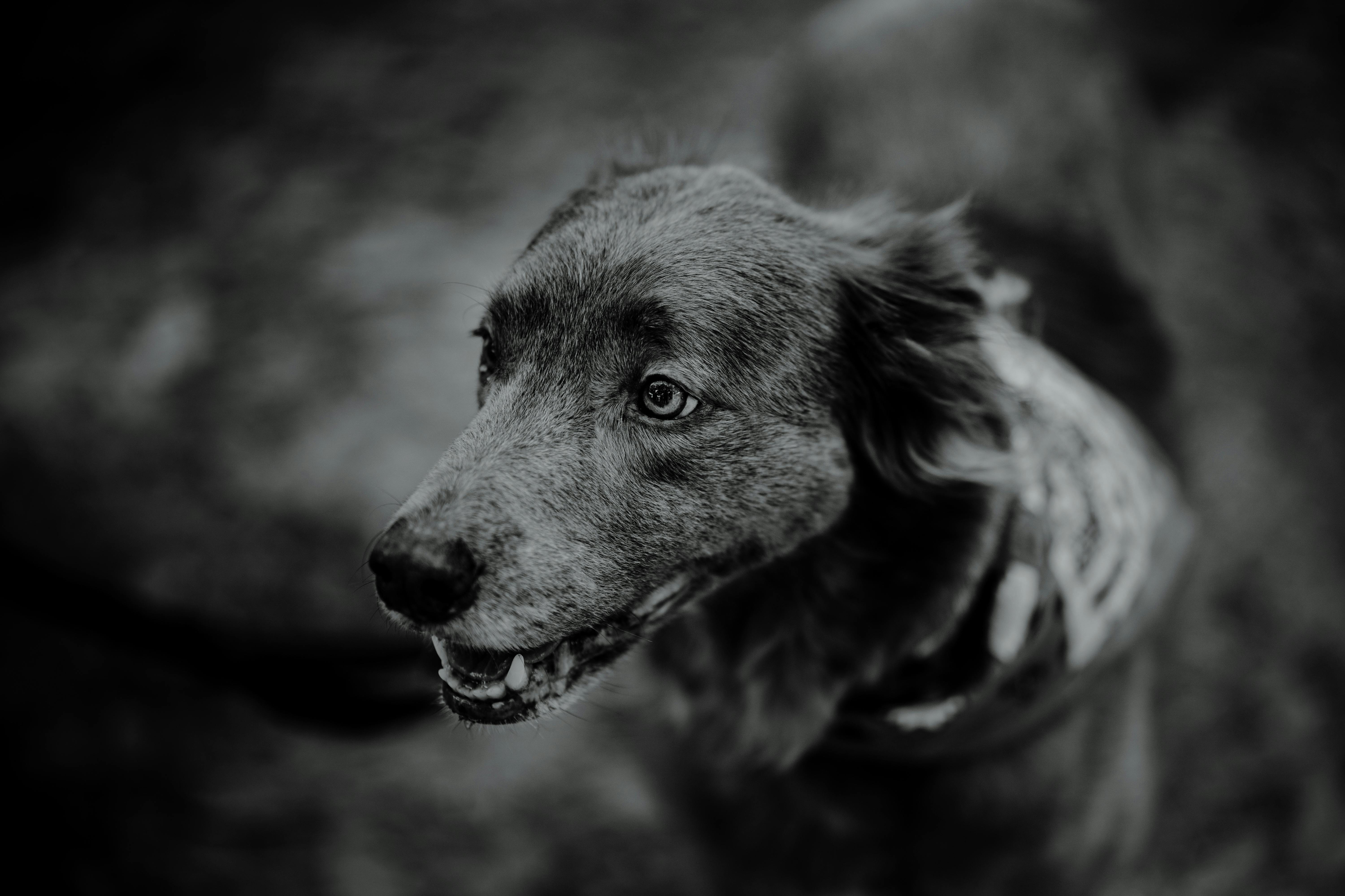 Egyptian Baladi Dog Photos, Download The BEST Free Egyptian Baladi Dog ...