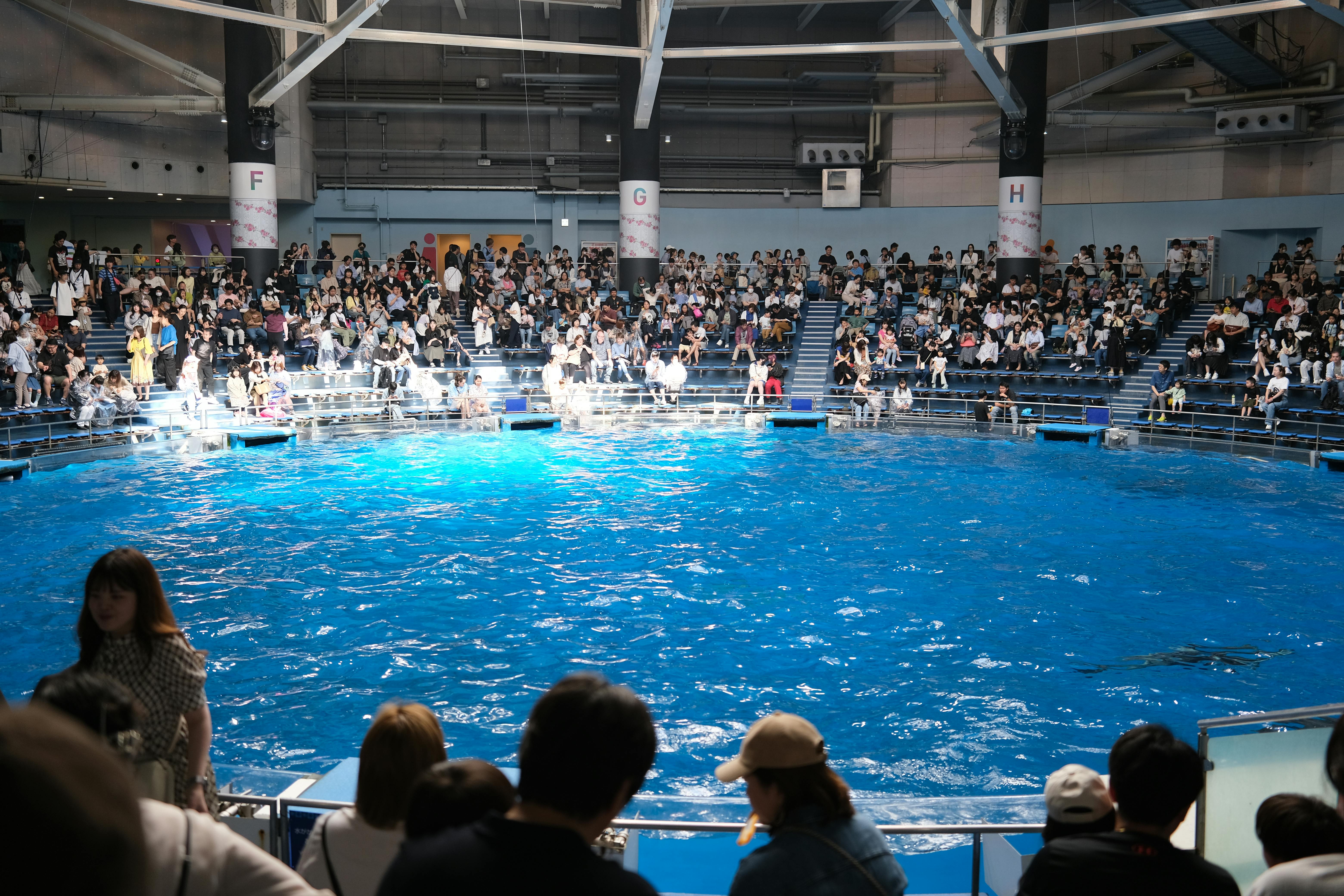 A large crowd of people watching a dolphin in a large pool · Free Stock ...