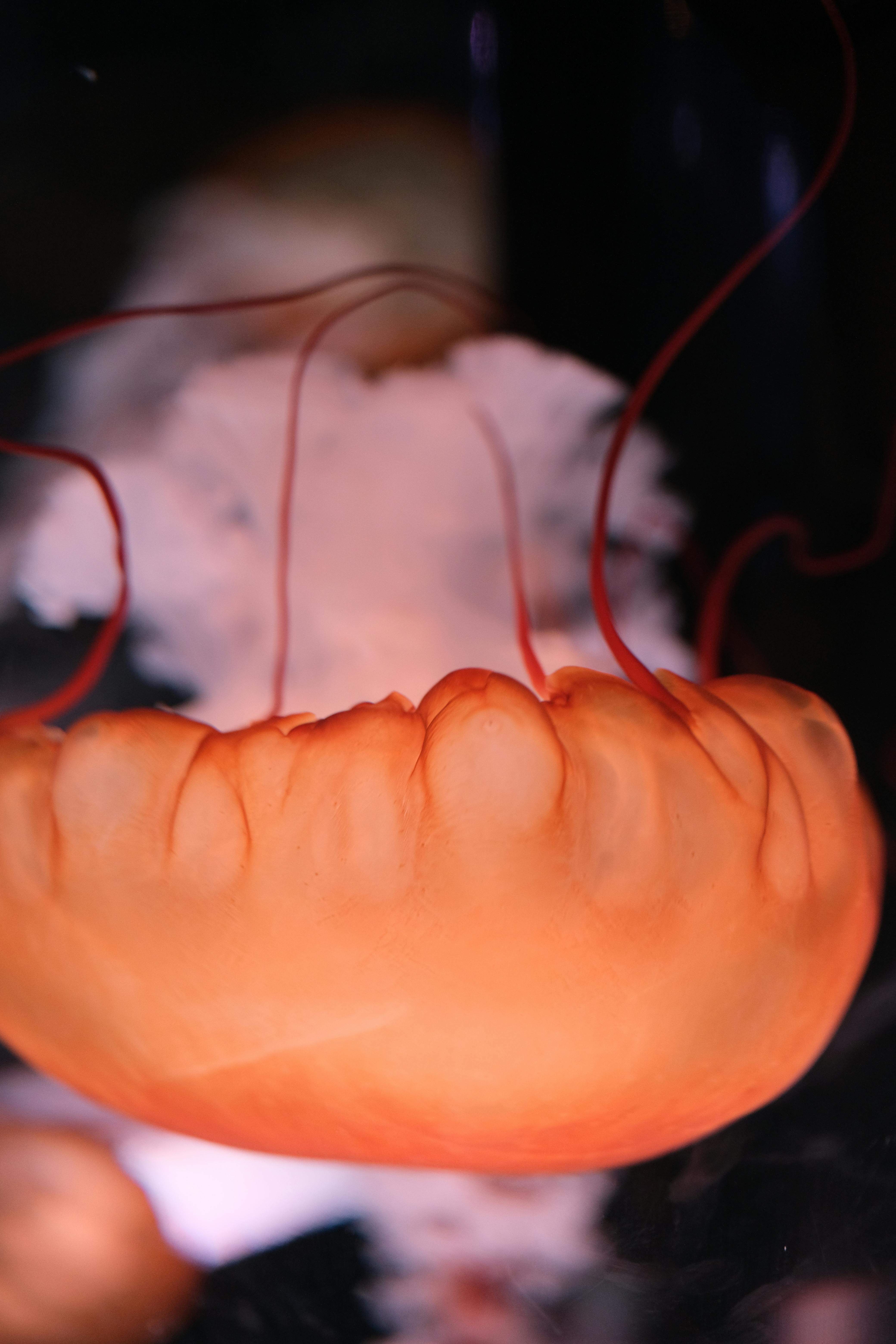 Closeup Photo of Jellyfish · Free Stock Photo