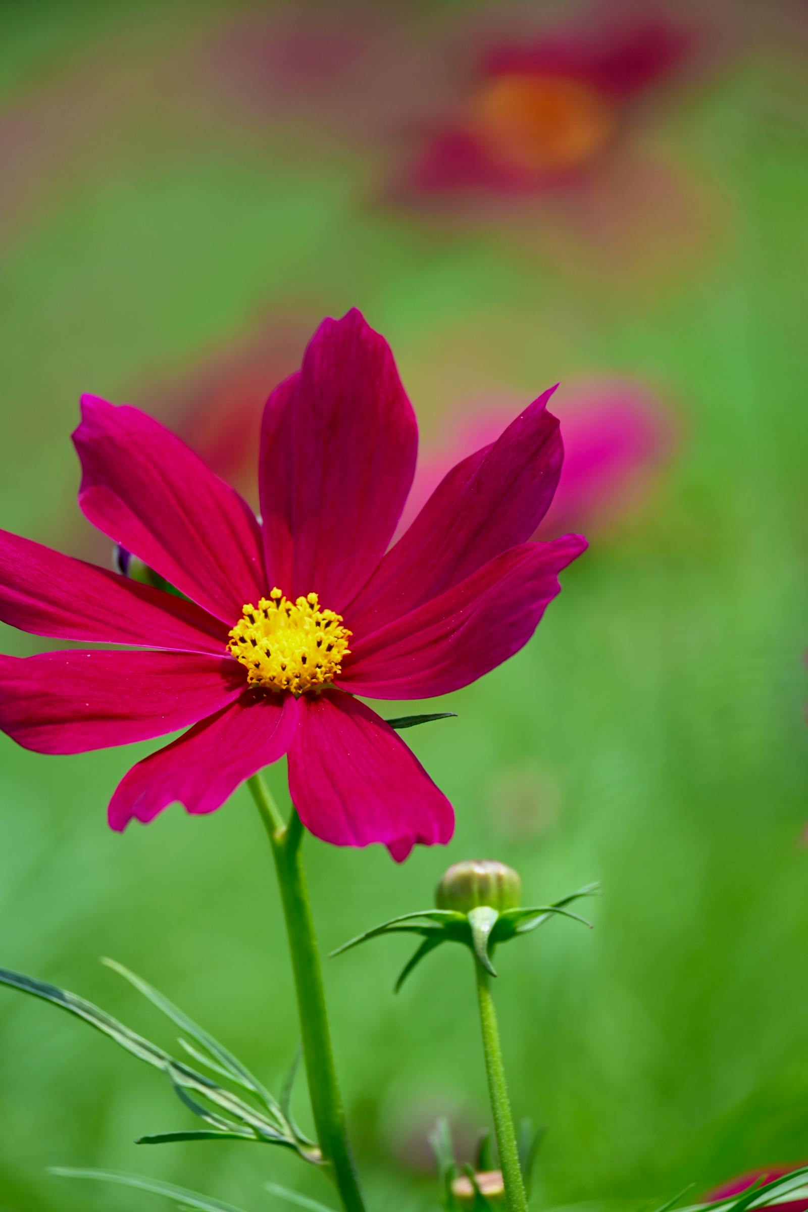 Color: Red Photos, Download The BEST Free Color: Red Stock Photos & HD ...