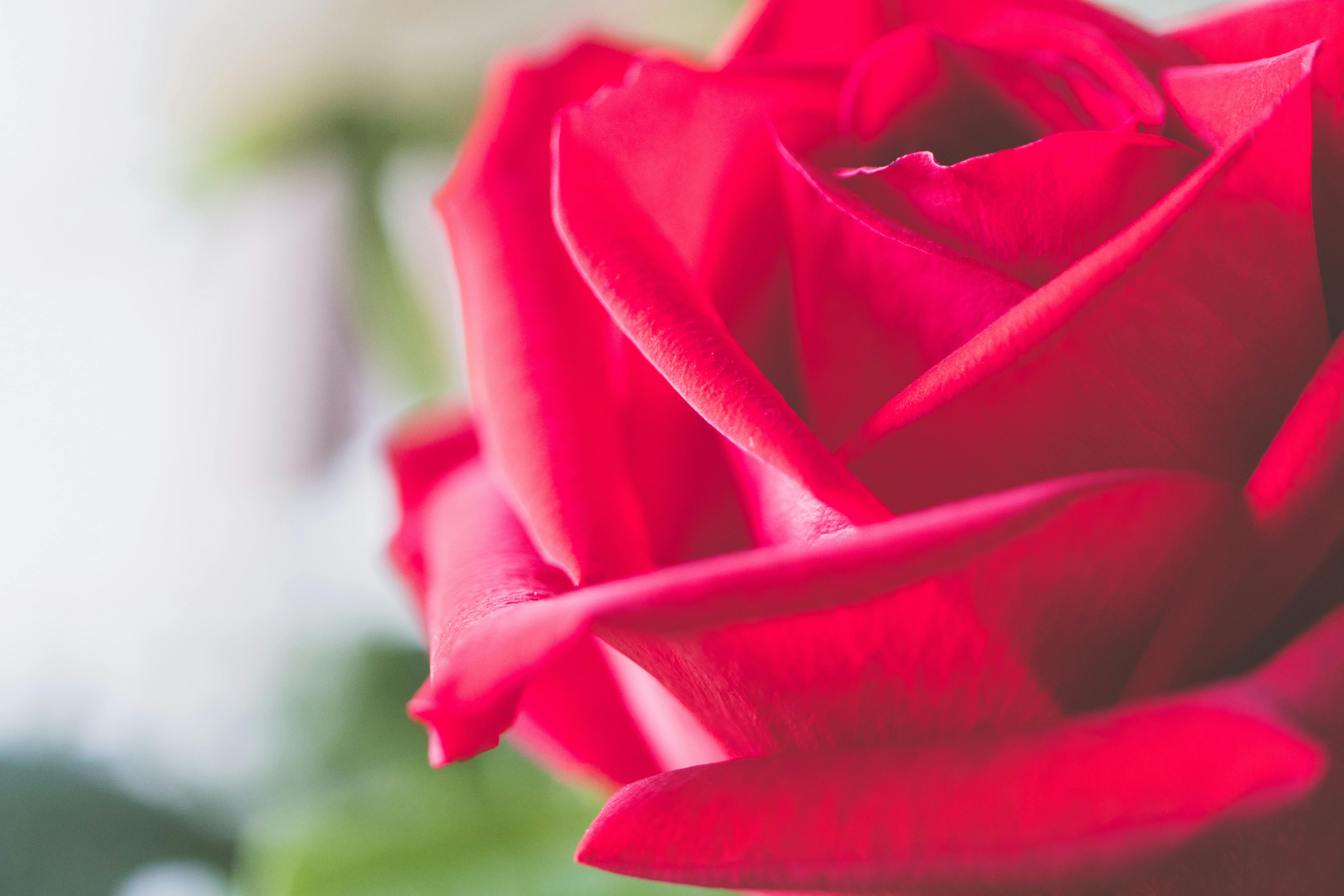 Focus Photography Of Rose · Free Stock Photo