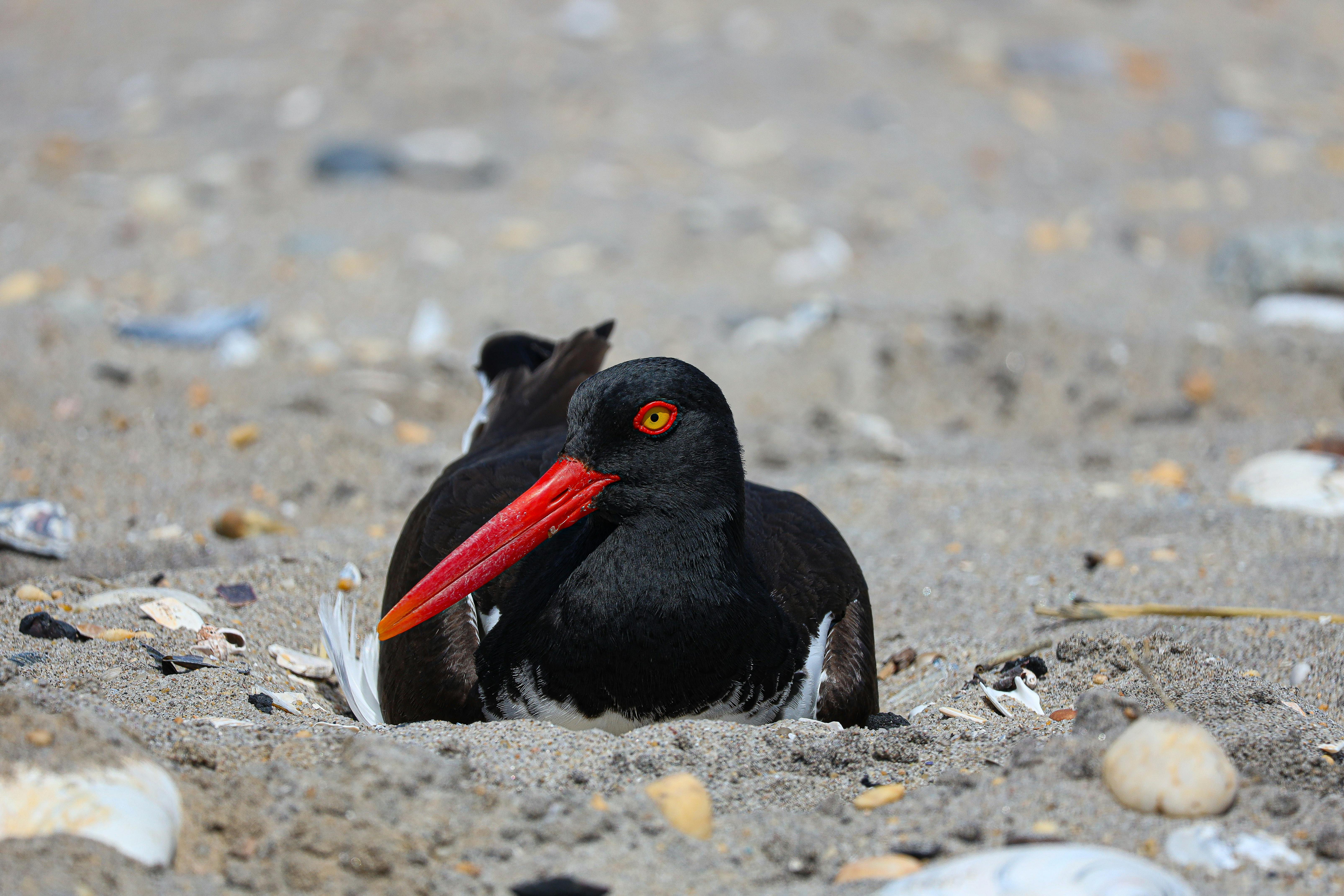 Oyster Catcher on a Beach · Free Stock Photo