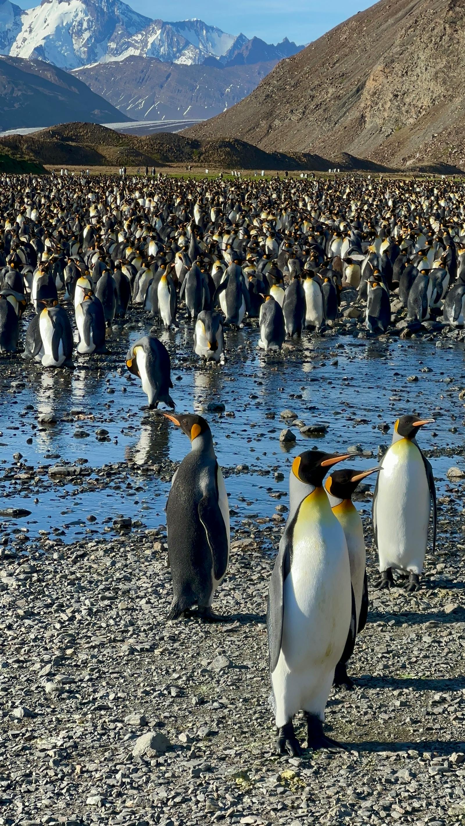 All Animals Photos, Download The BEST Free All Animals Stock Photos ...