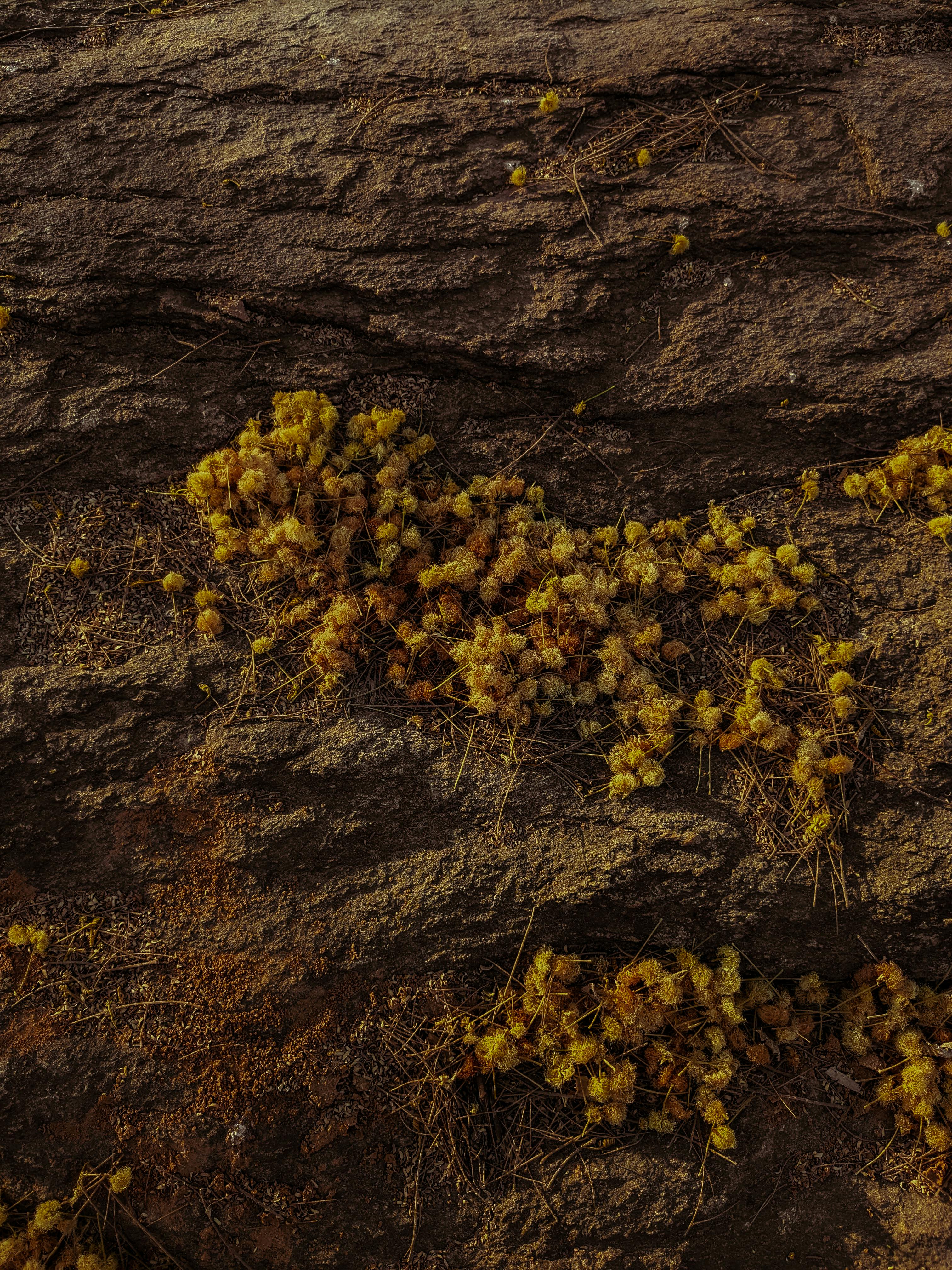 A close up of a rock with yellow lichen · Free Stock Photo