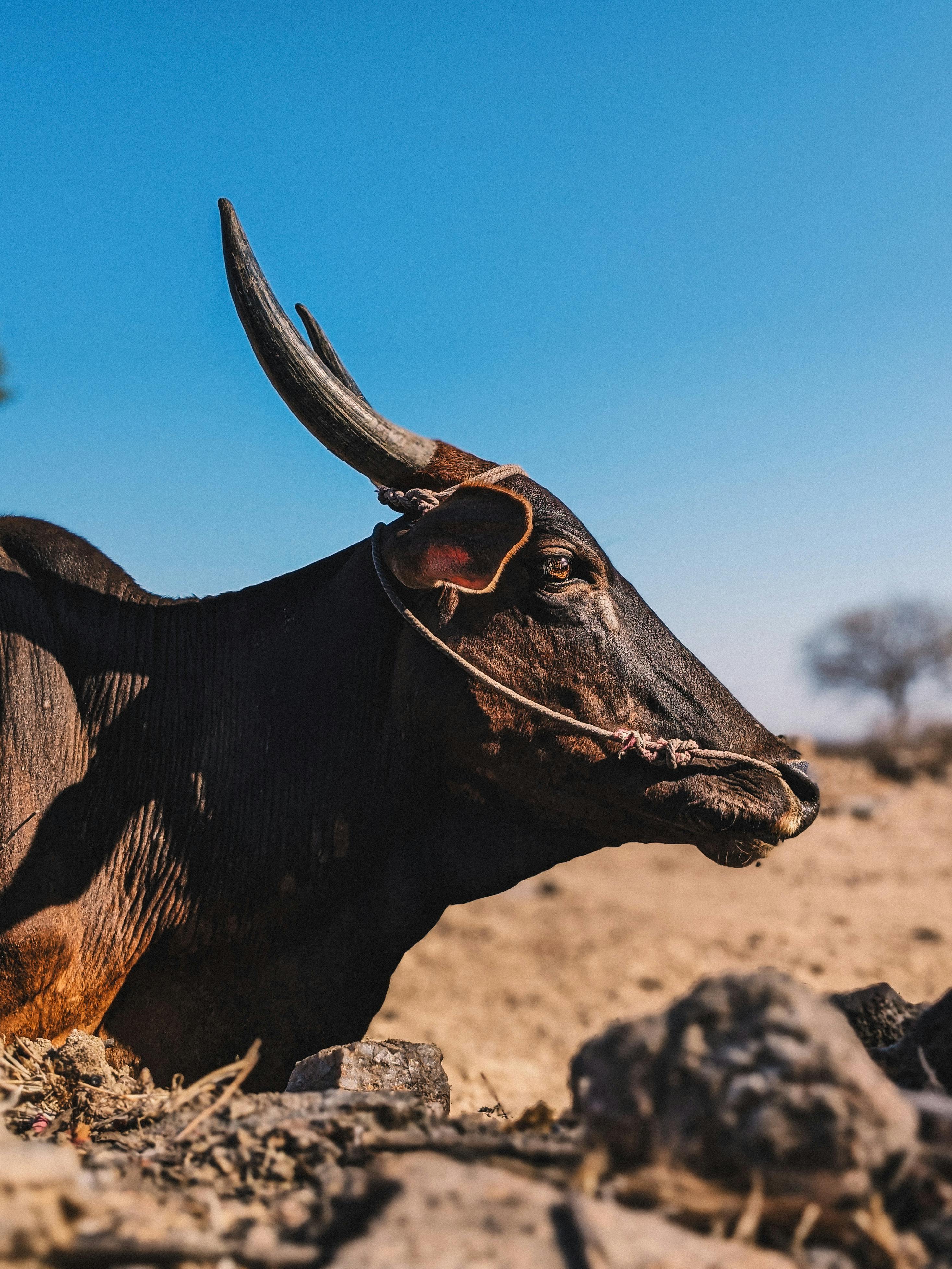 Side View of a Zebu Lying on the Ground · Free Stock Photo