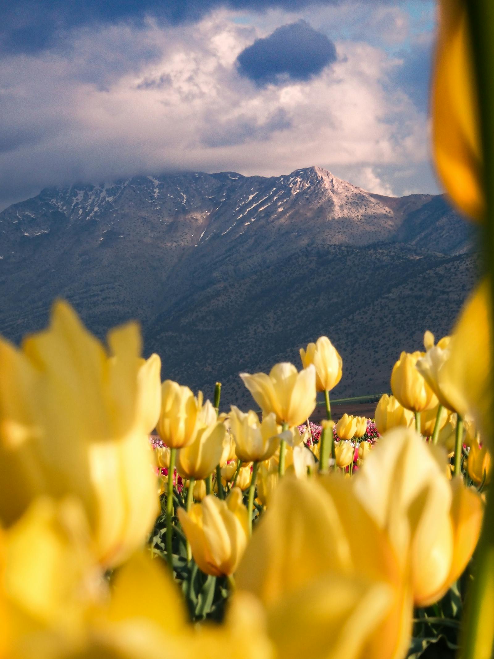 Flowers Yellow Photos, Download The BEST Free Flowers Yellow Stock ...