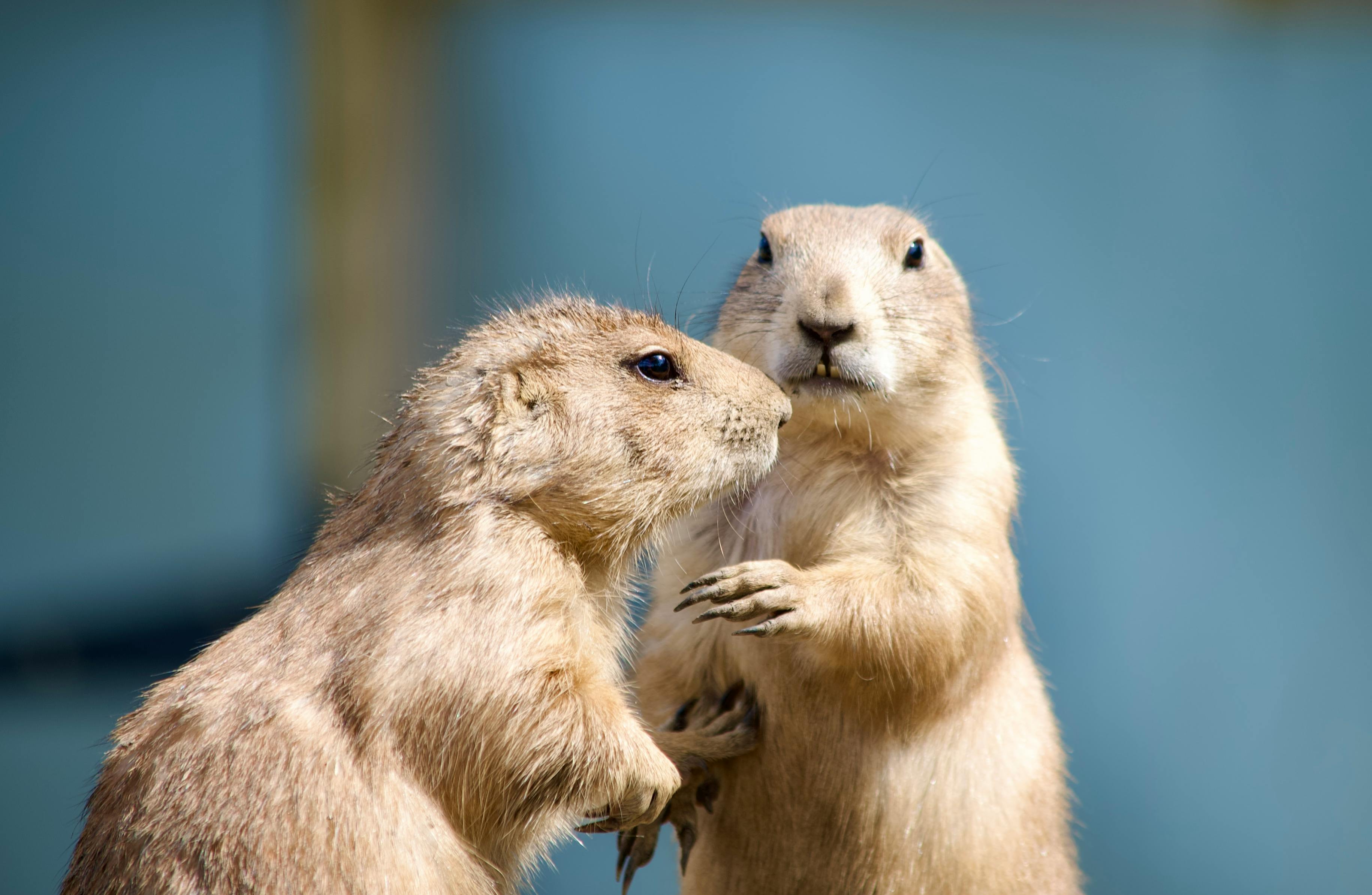 Portrait of Marmots · Free Stock Photo