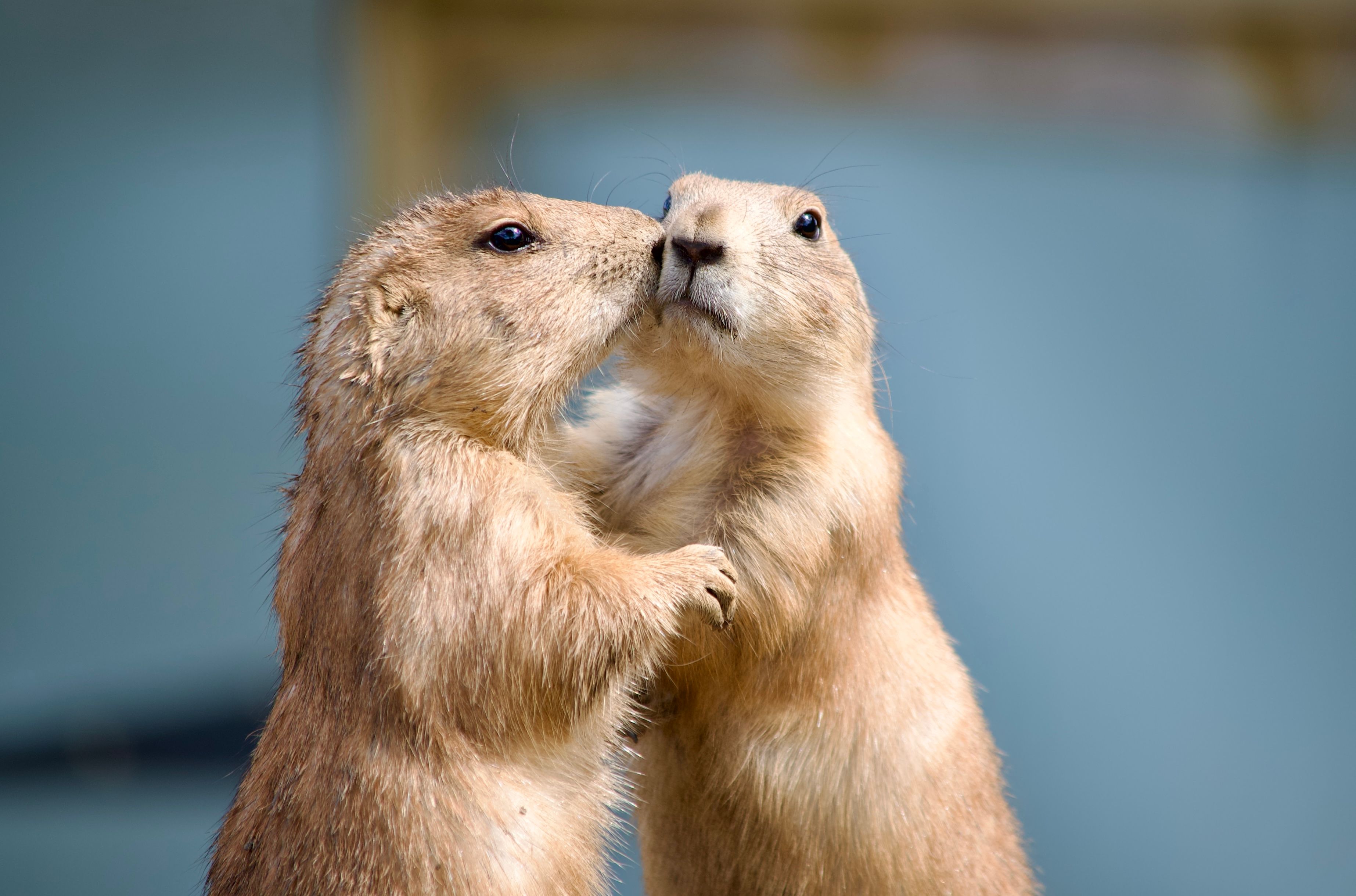 Portrait of Marmots · Free Stock Photo