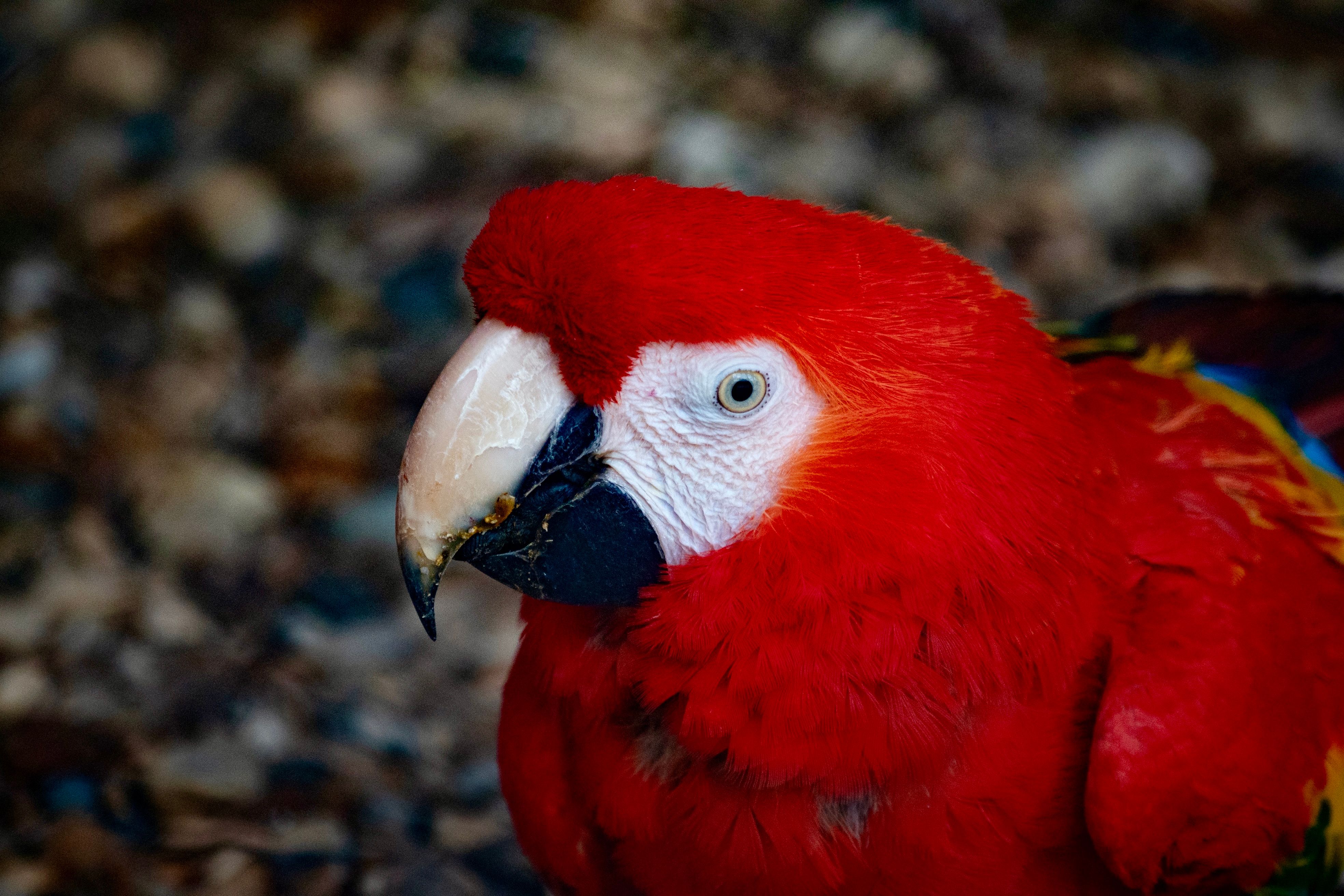 Red Macaw Parrot · Free Stock Photo