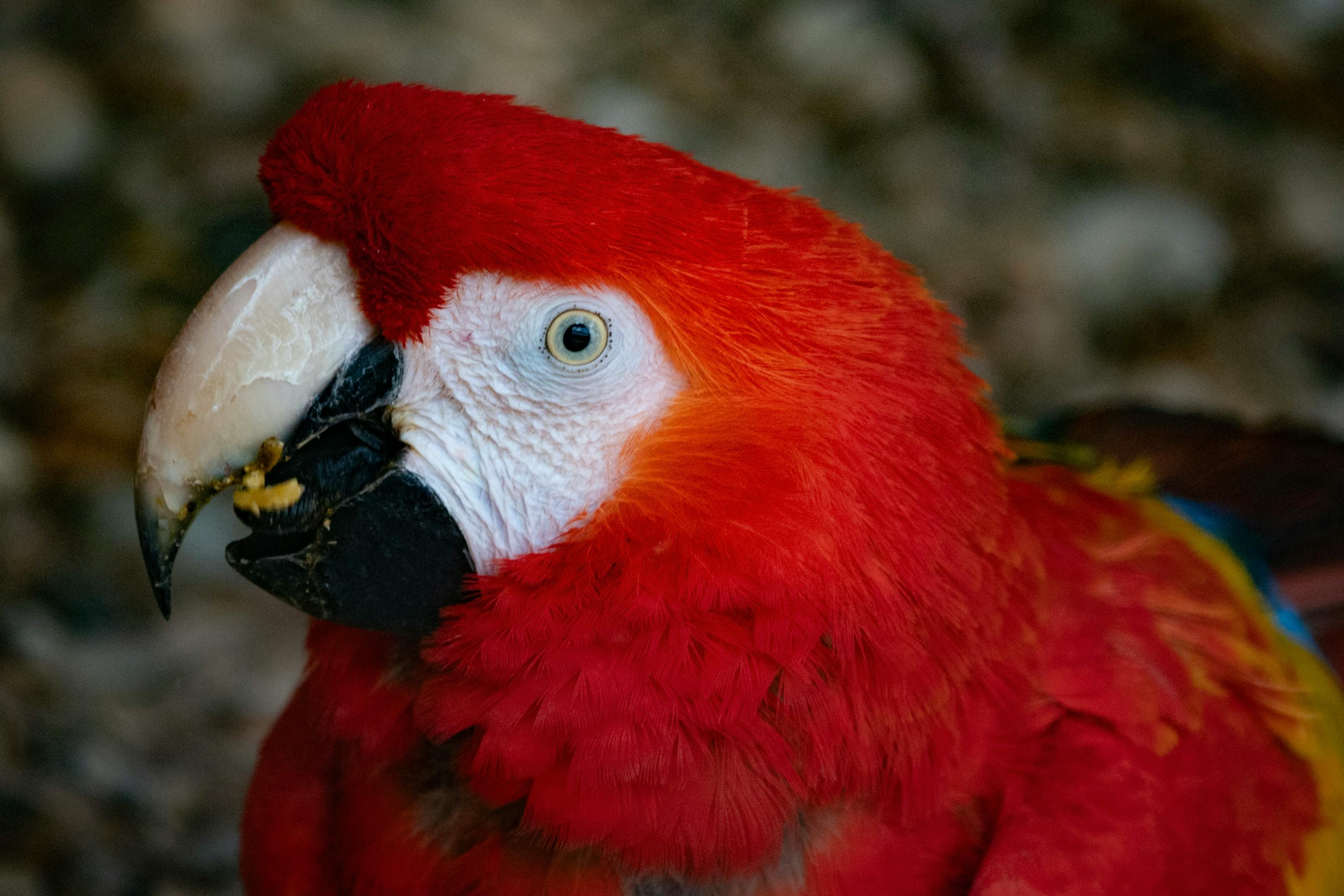 Portrait of Red Macaw · Free Stock Photo