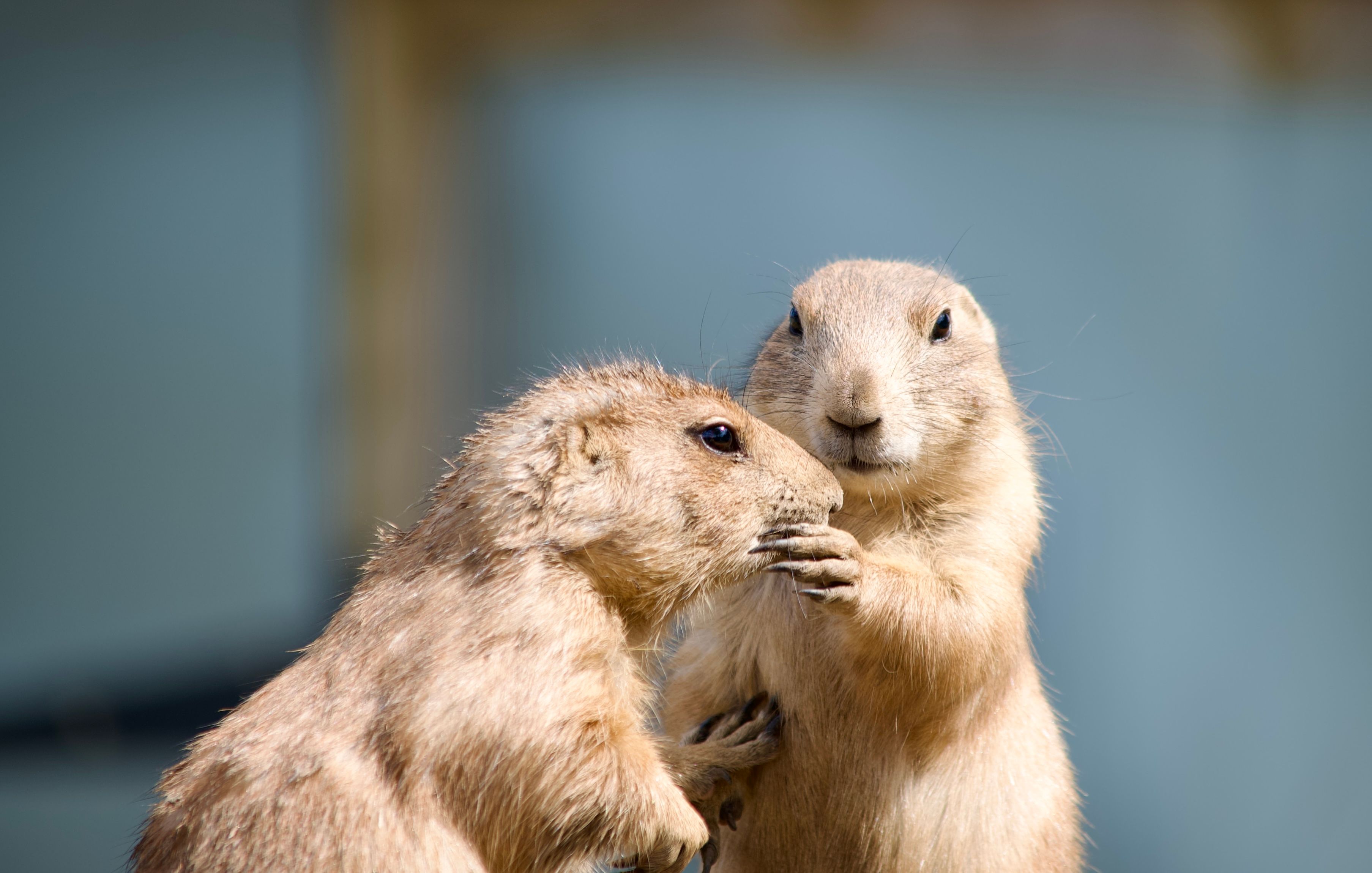 Prairie dogs in love · Free Stock Photo