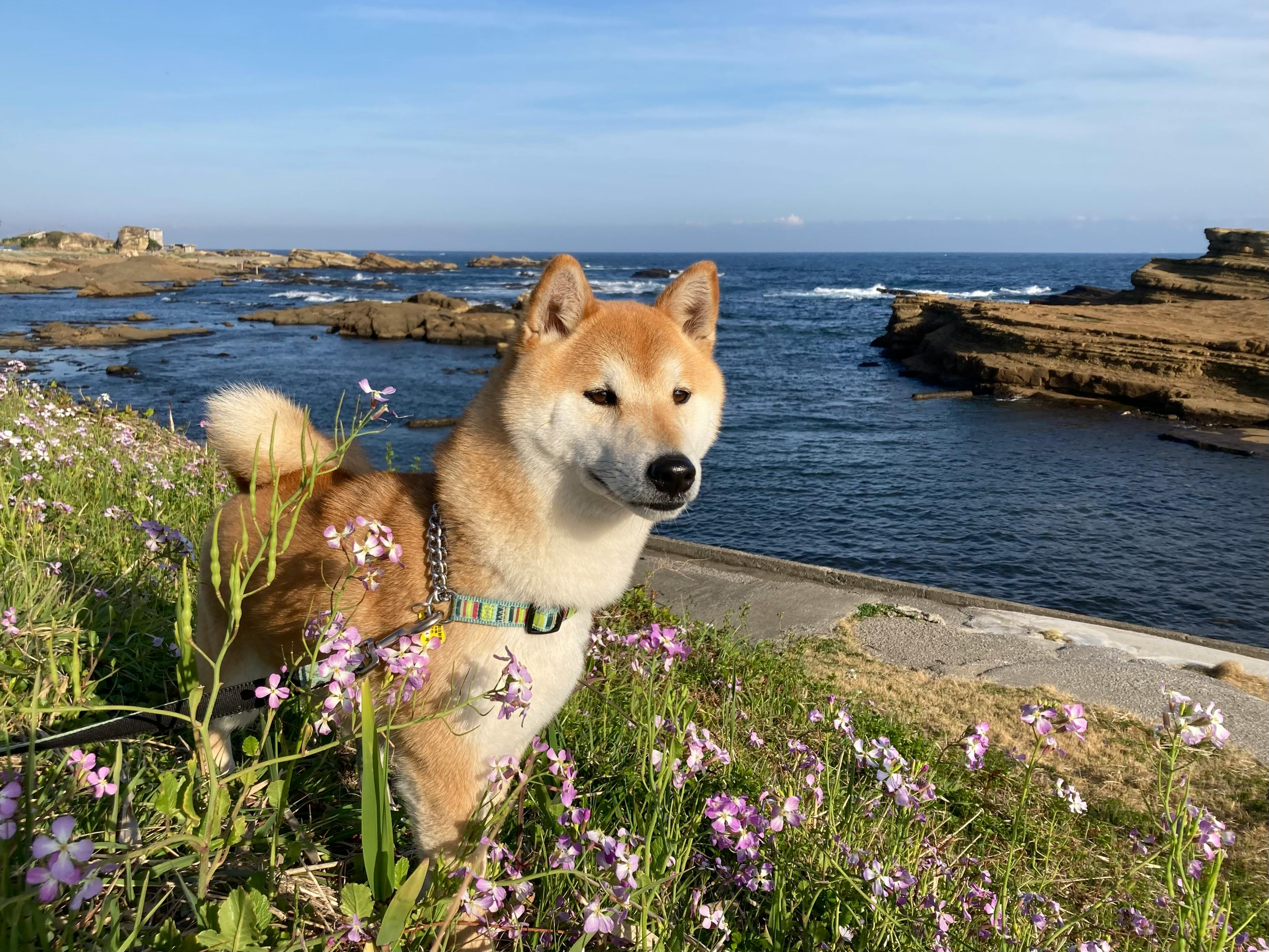 Chiba Inu Photos, Download The BEST Free Chiba Inu Stock Photos & HD Images