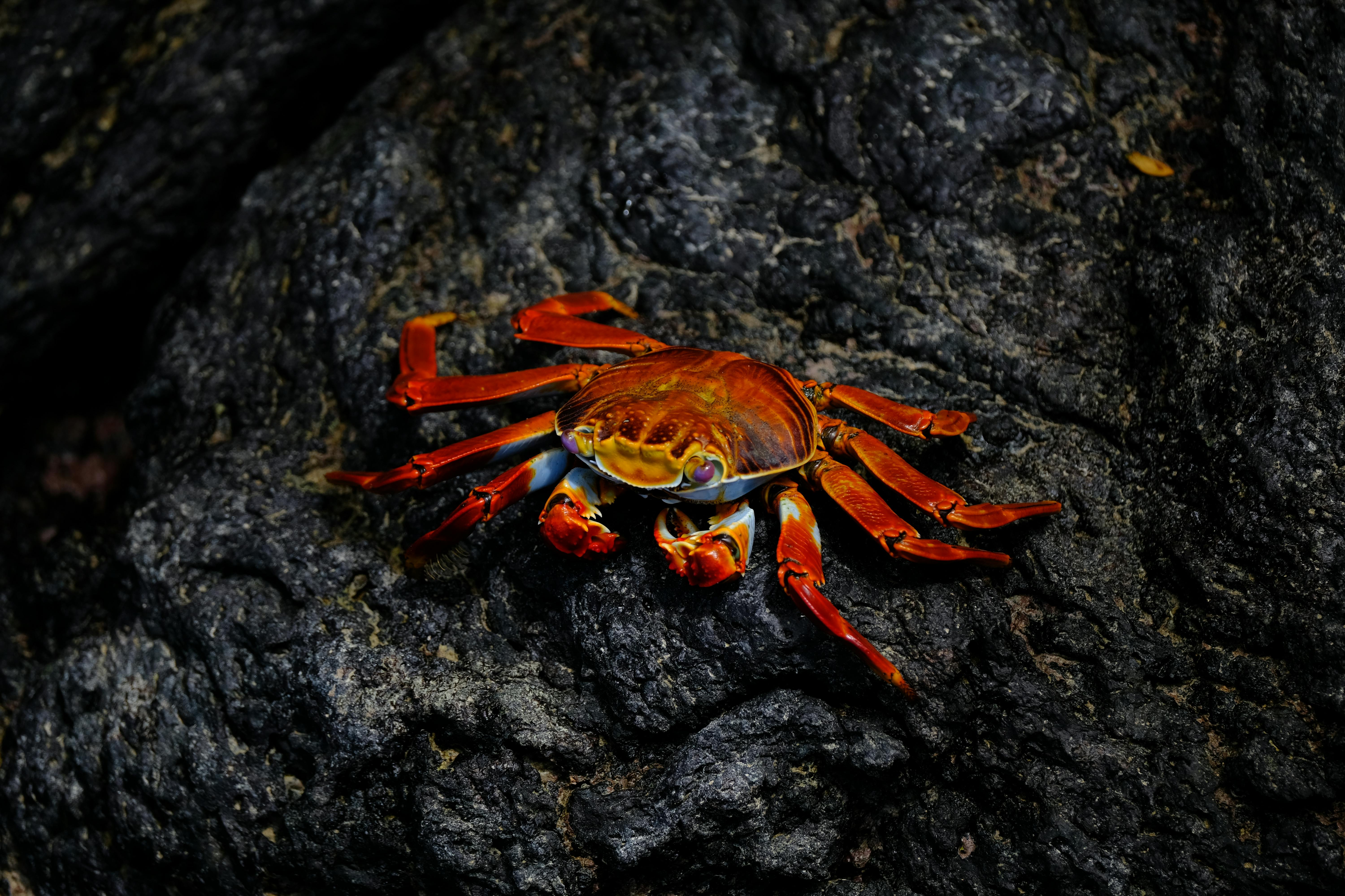 Foto gratuita di animale, crostacei, crostaceo