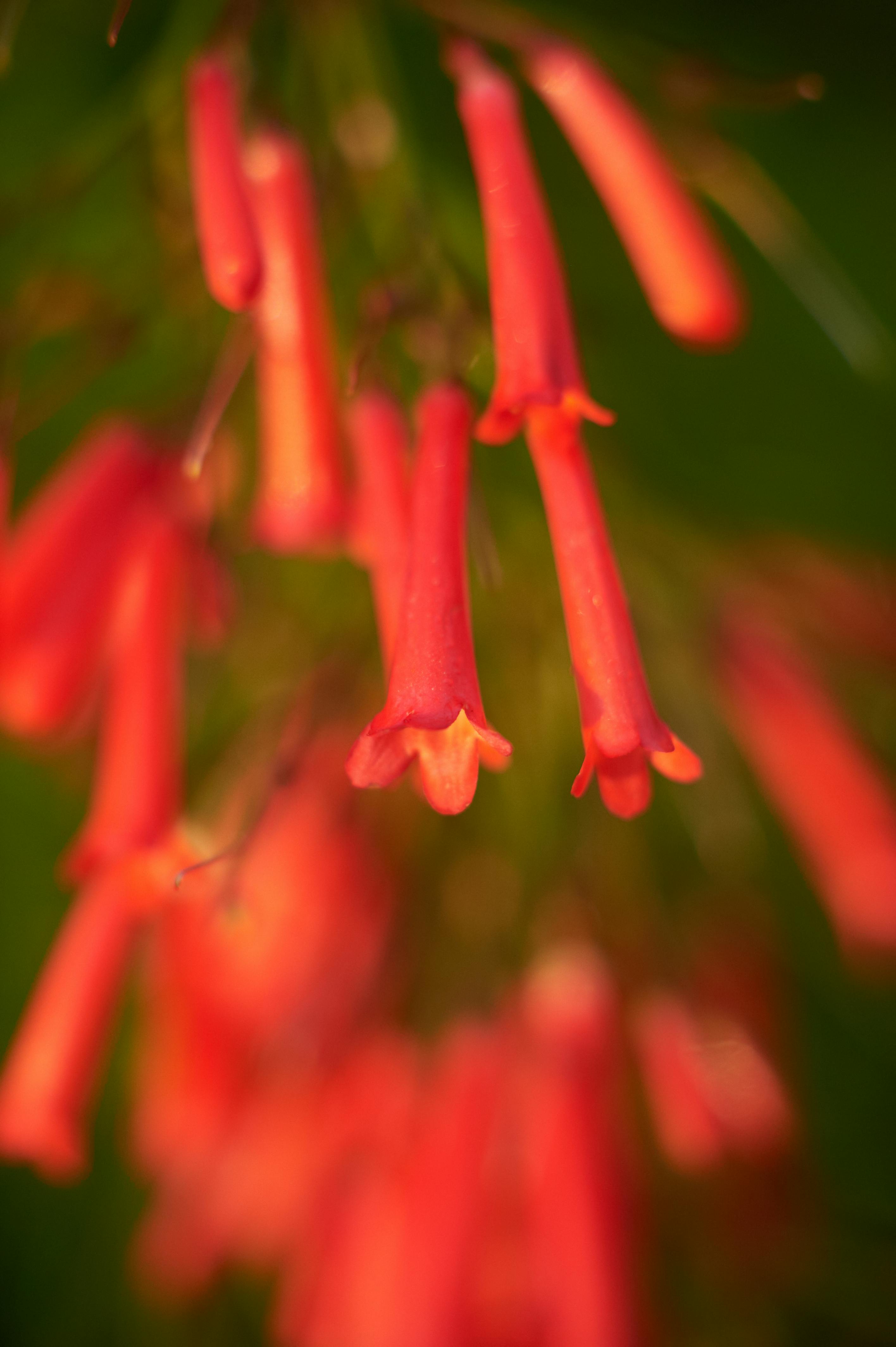 Joseph M. Lacy - Photography