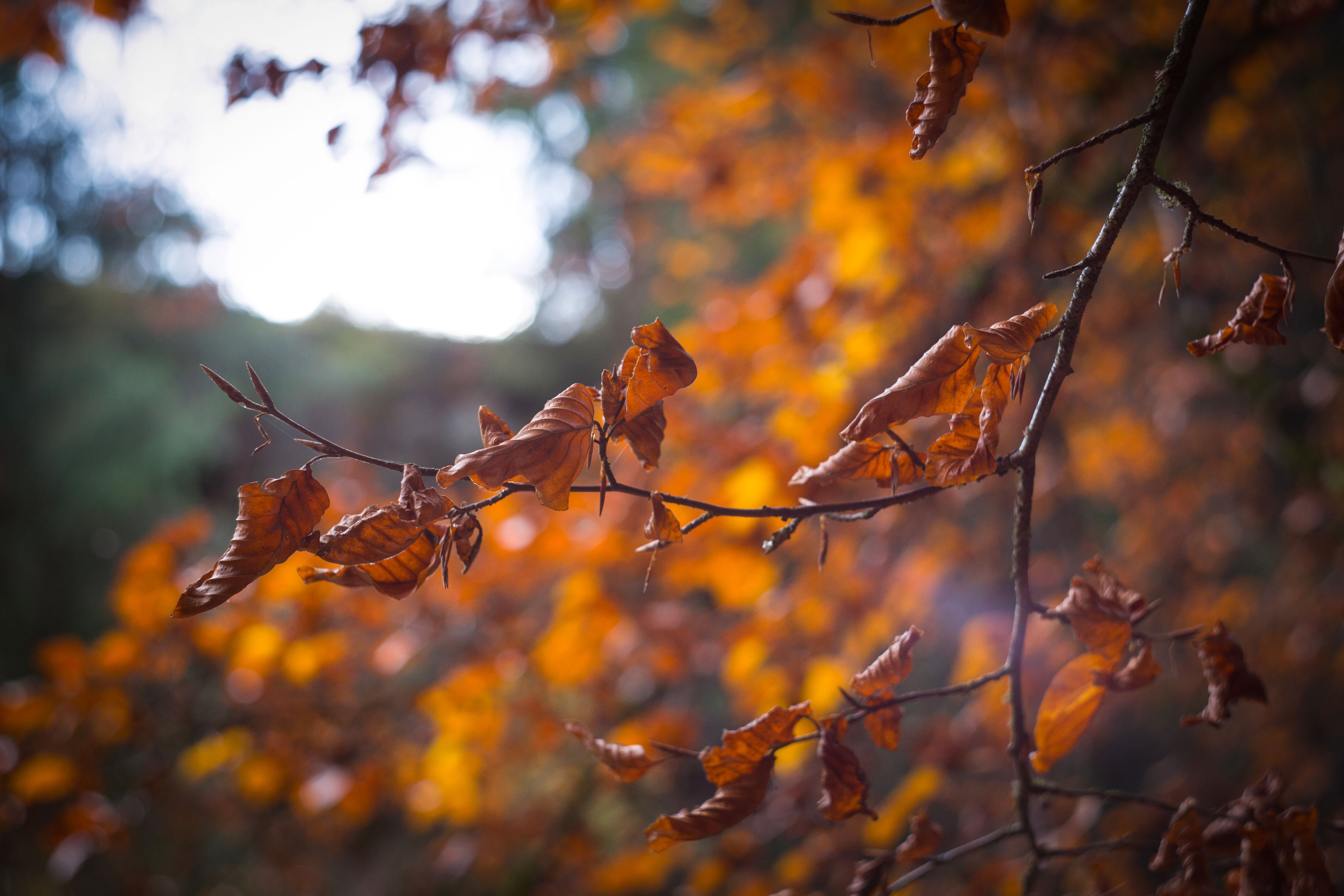 Close-Up Photography of Tree Branches · Free Stock Photo