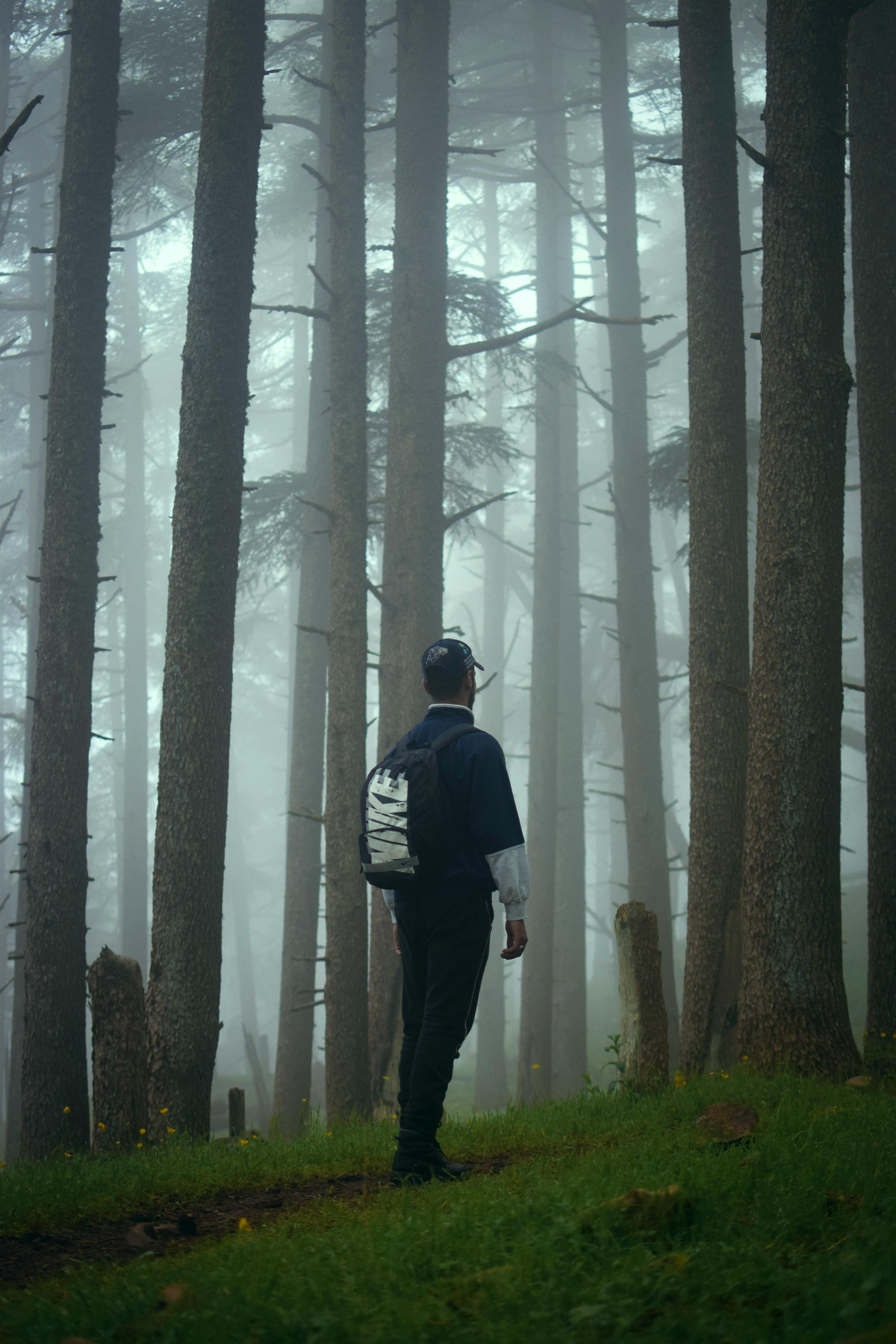 A Man Standing in a Forest with Tall Trees During Winter · Free Stock Photo