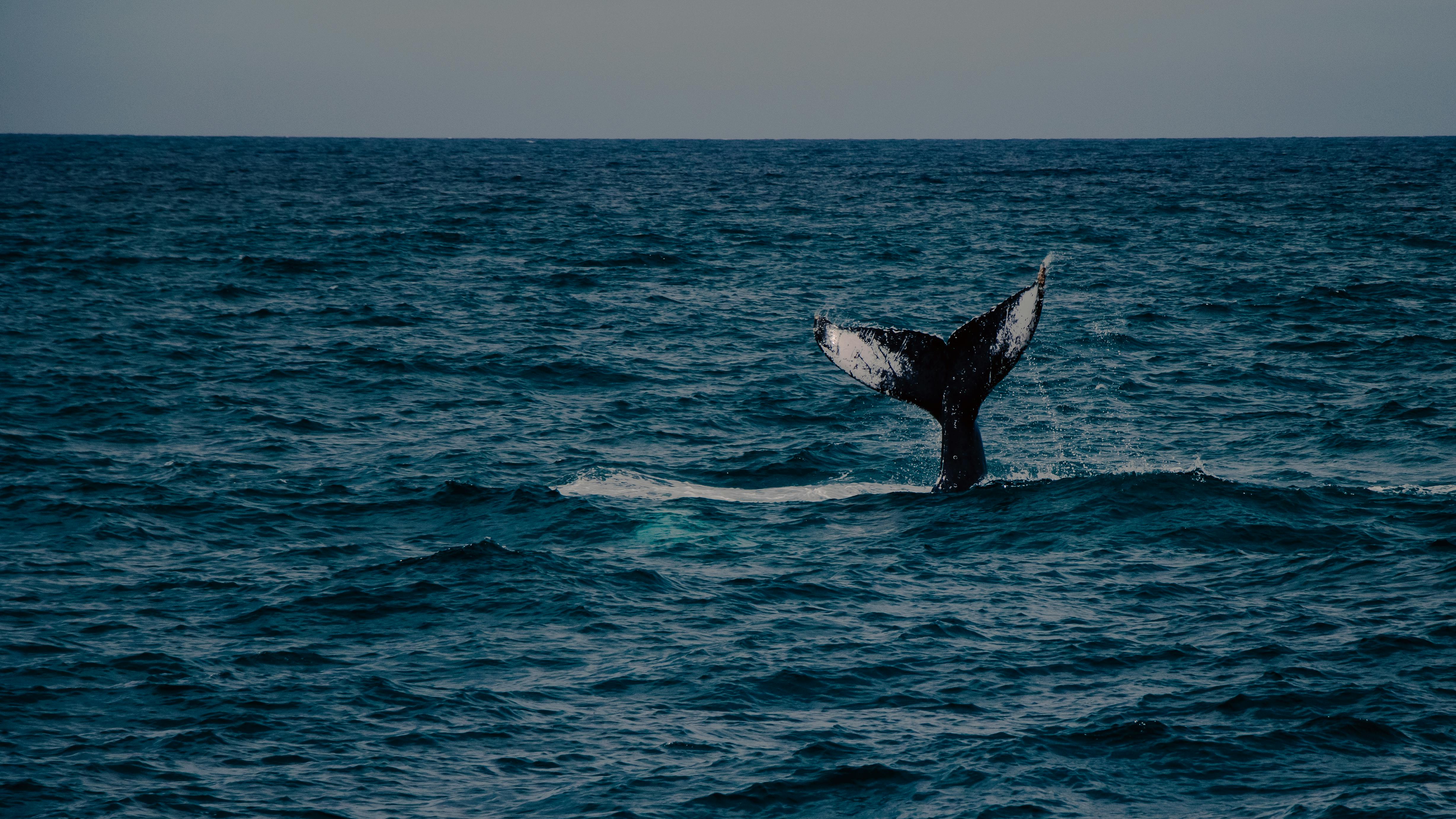 Photography of Whale Tail On Water Surface · Free Stock Photo