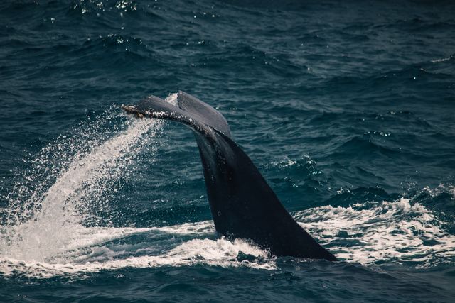 Blue Whale Conservation Status: Current Facts & Updates