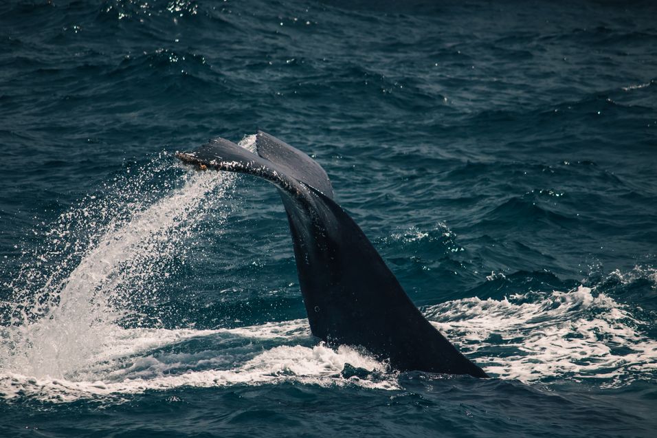 Blue Whale Conservation Status: Current Facts & Updates
