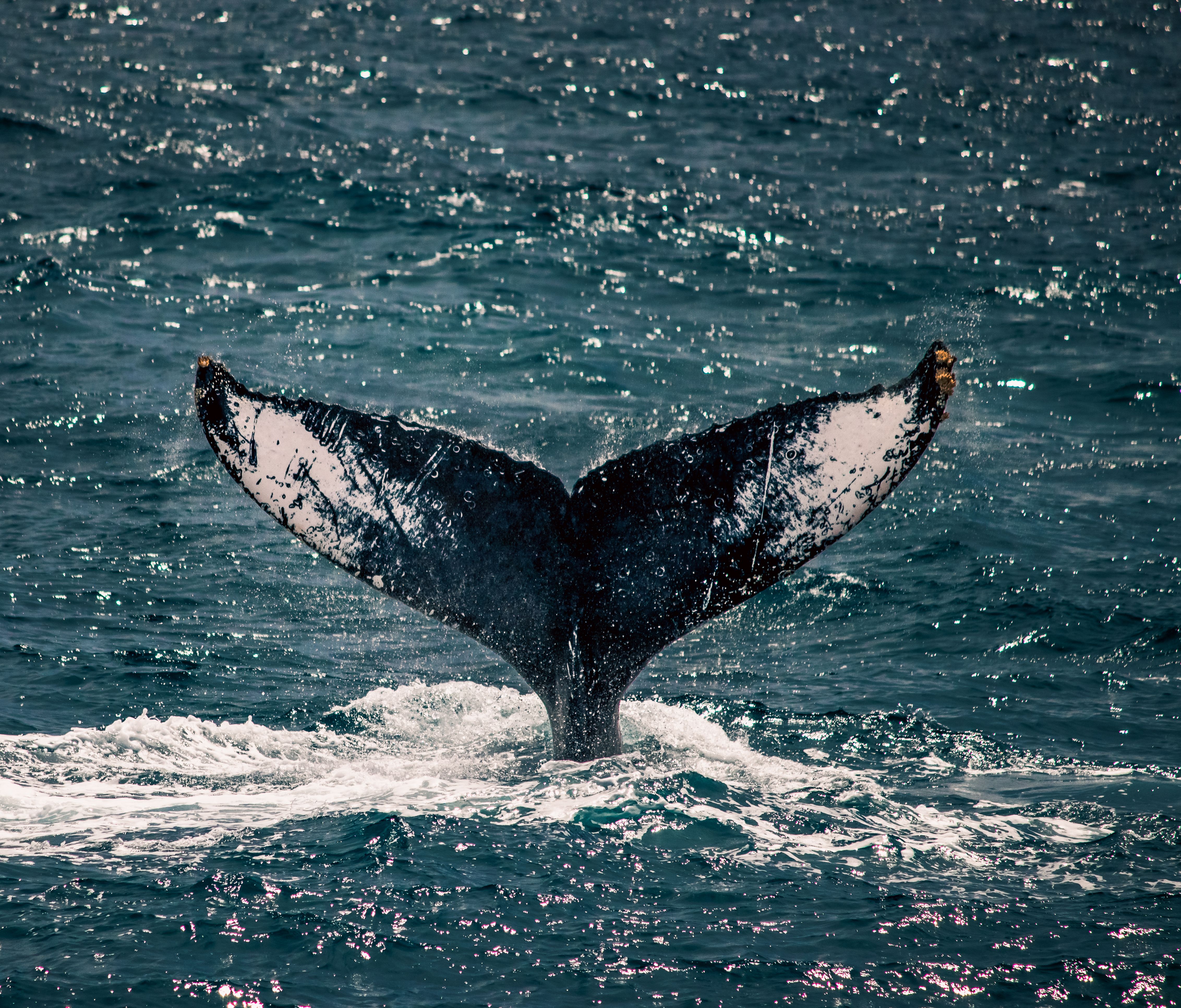 Whale Tail in Sea · Free Stock Photo