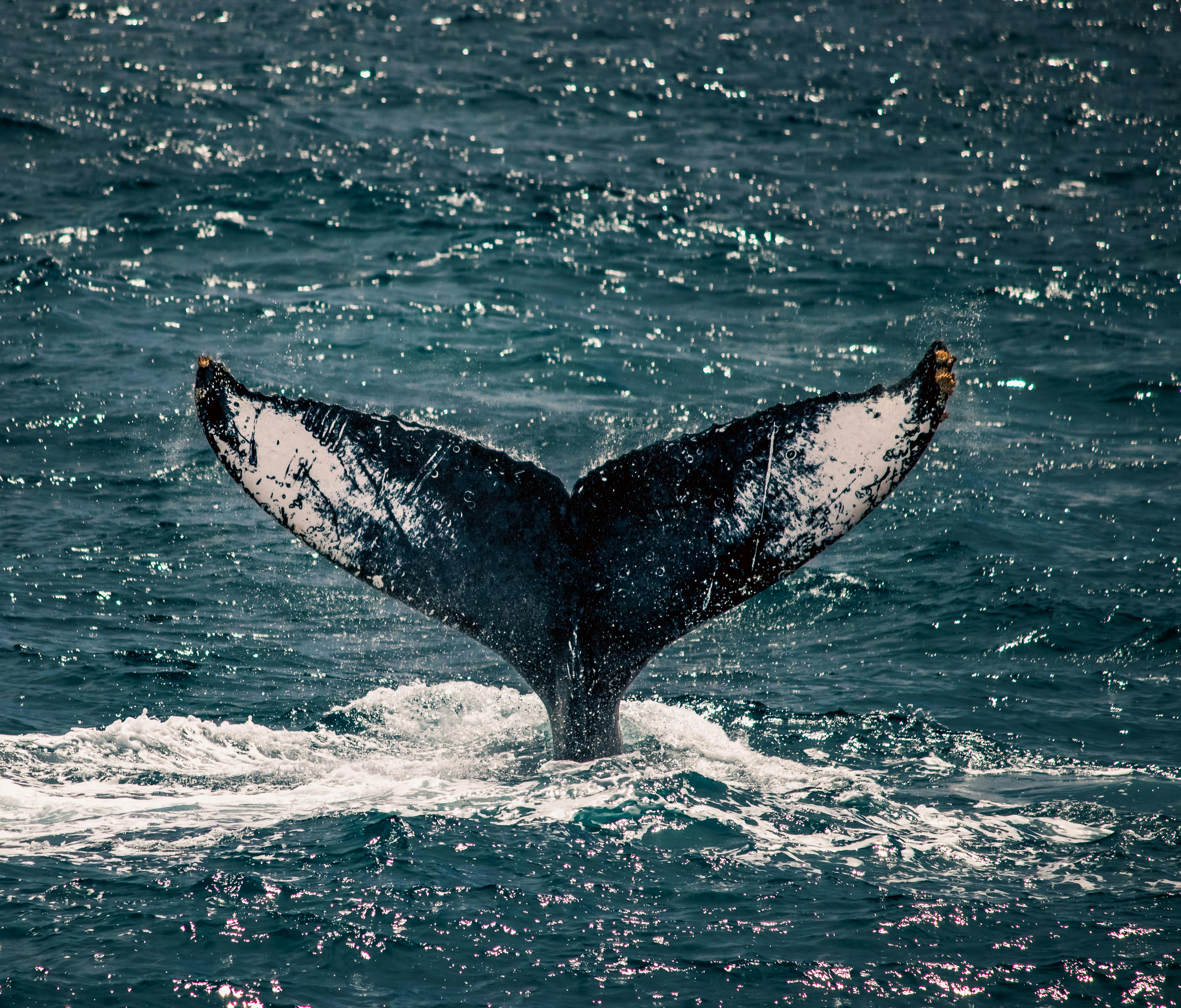 Photography of Whale Tail On Water Surface · Free Stock Photo
