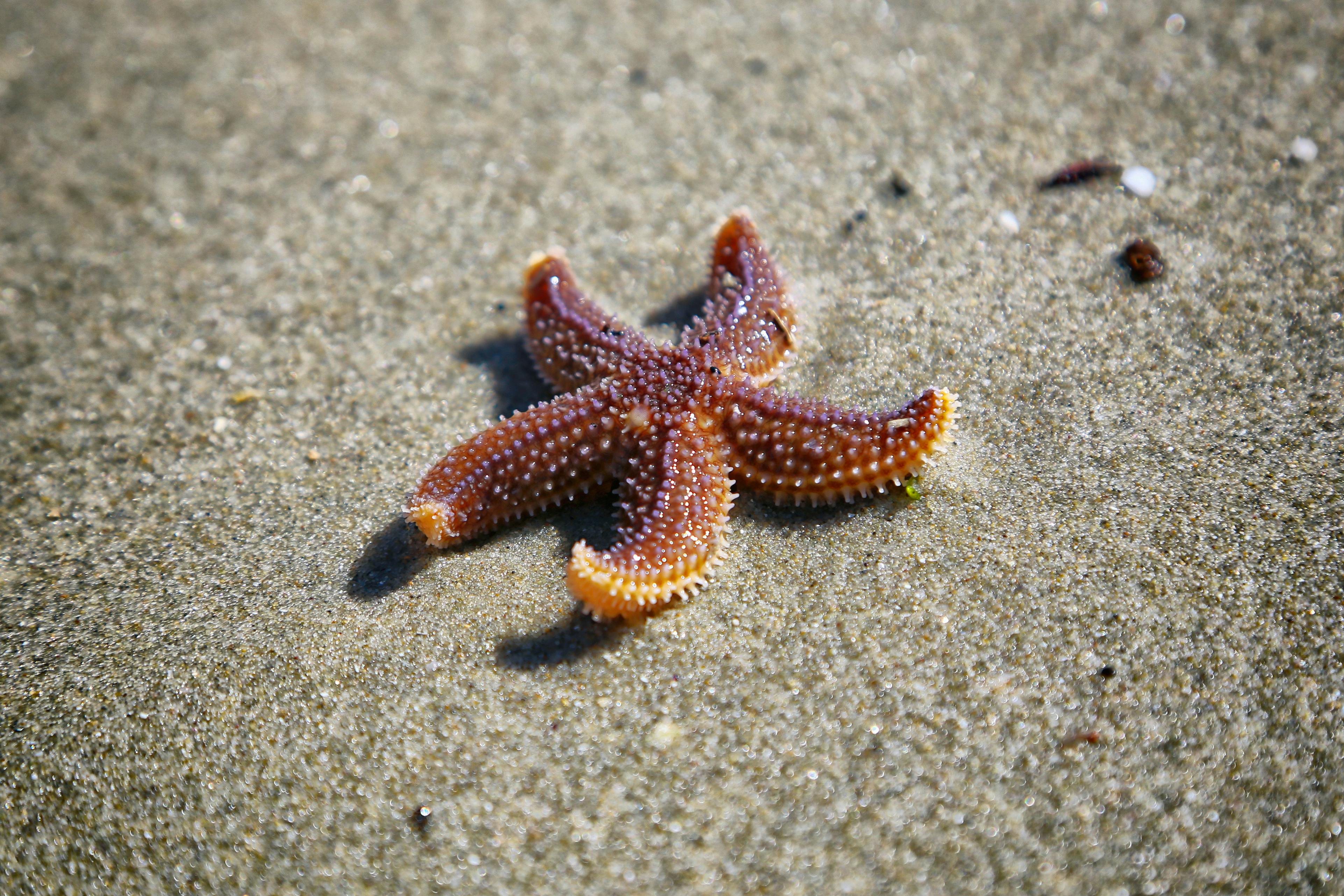 50+ Interesting Starfish Photos · Pexels · Free Stock Photos