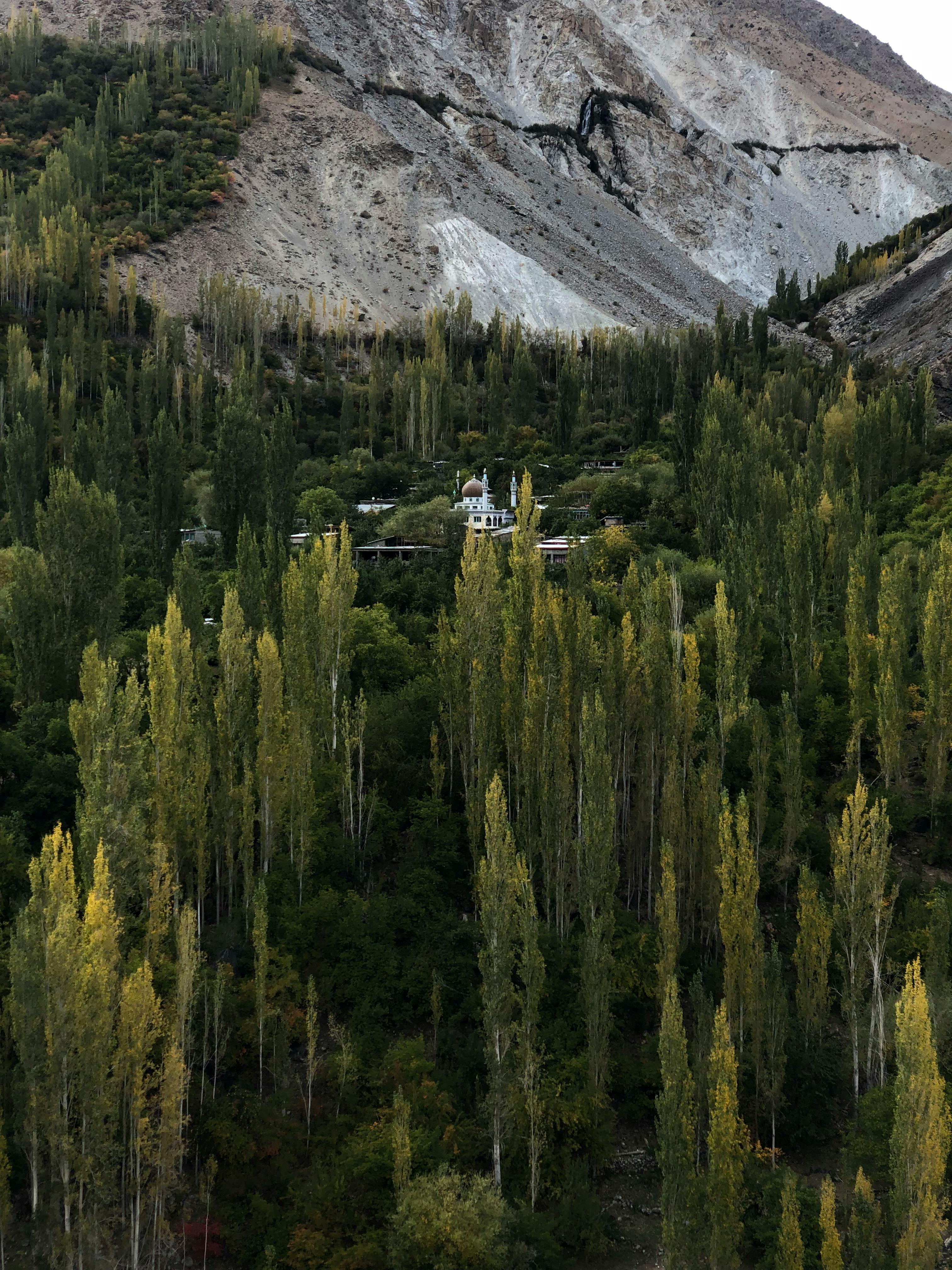 Coniferous Trees in a Mountain Valley · Free Stock Photo