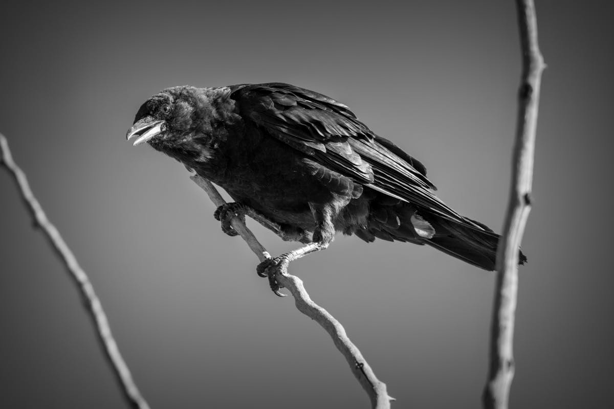 Crows Photos, Download The BEST Free Crows Stock Photos & HD Images