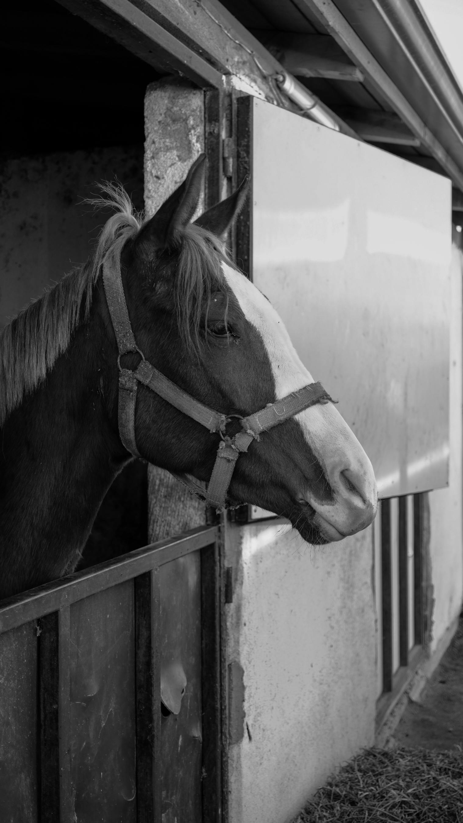 Stable Life Photos, Download The BEST Free Stable Life Stock Photos ...