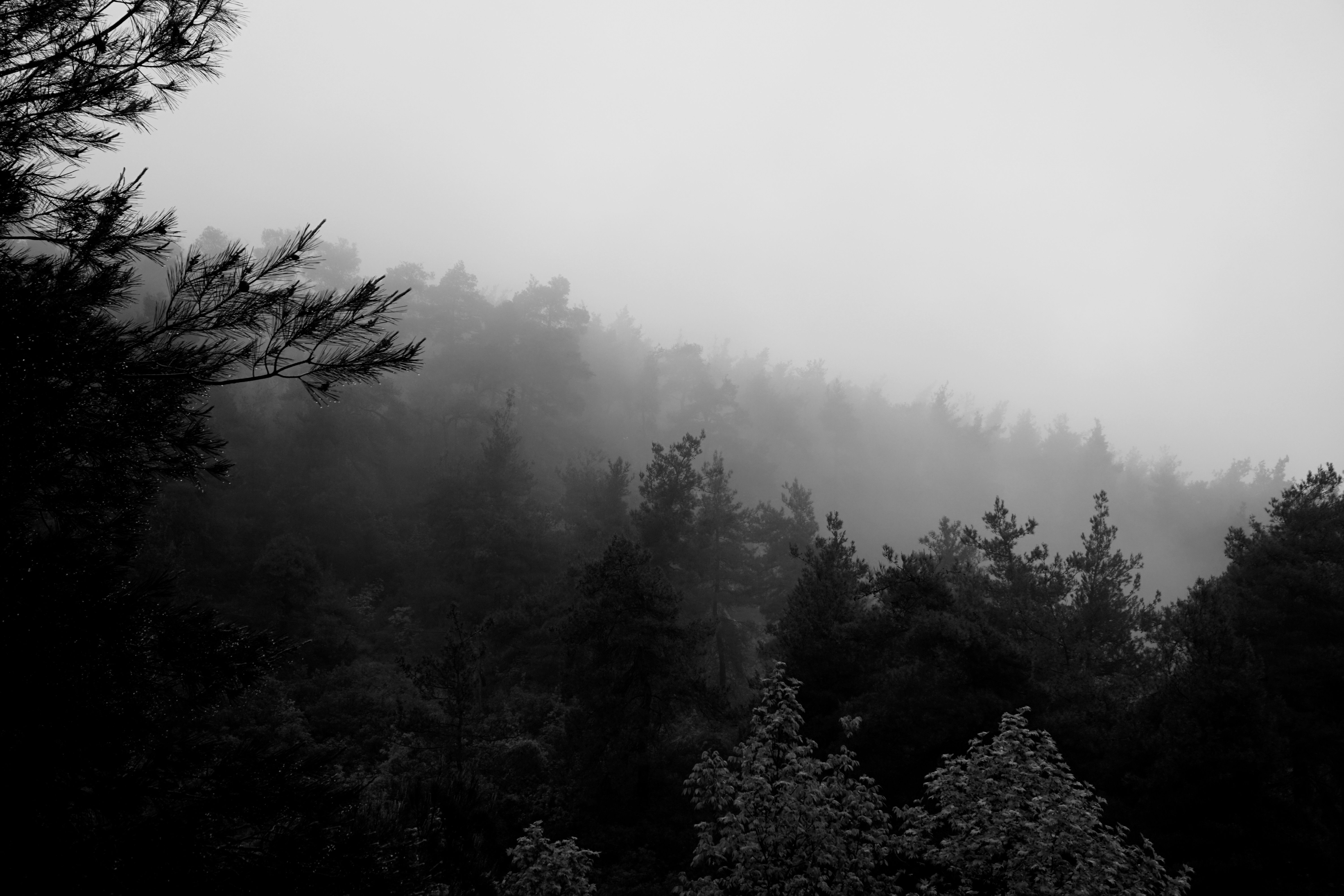 Foto de stock gratuita sobre arboles, fotos en blanco y negro, bosque ...