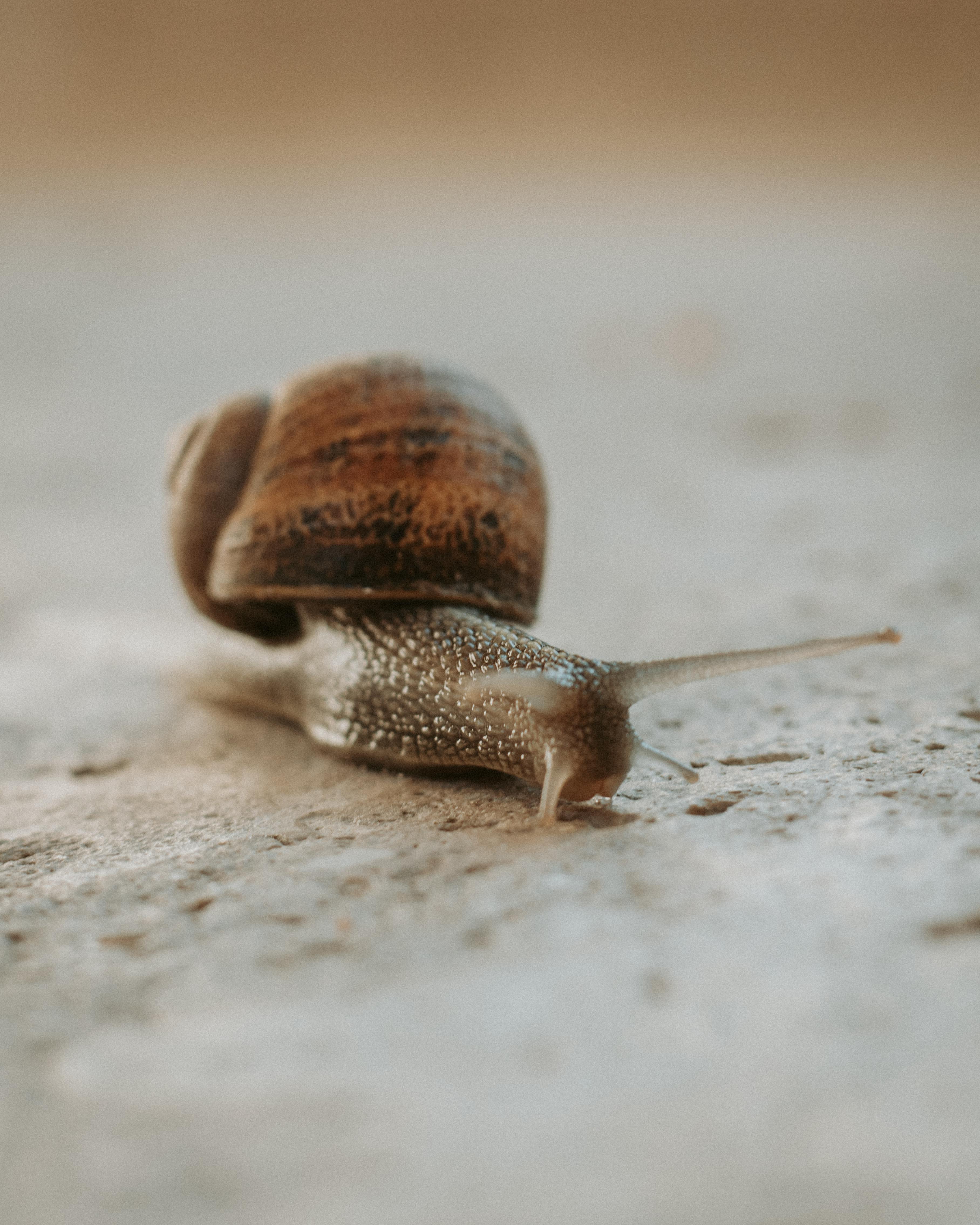 Snail Leg Photos, Download The BEST Free Snail Leg Stock Photos & HD Images