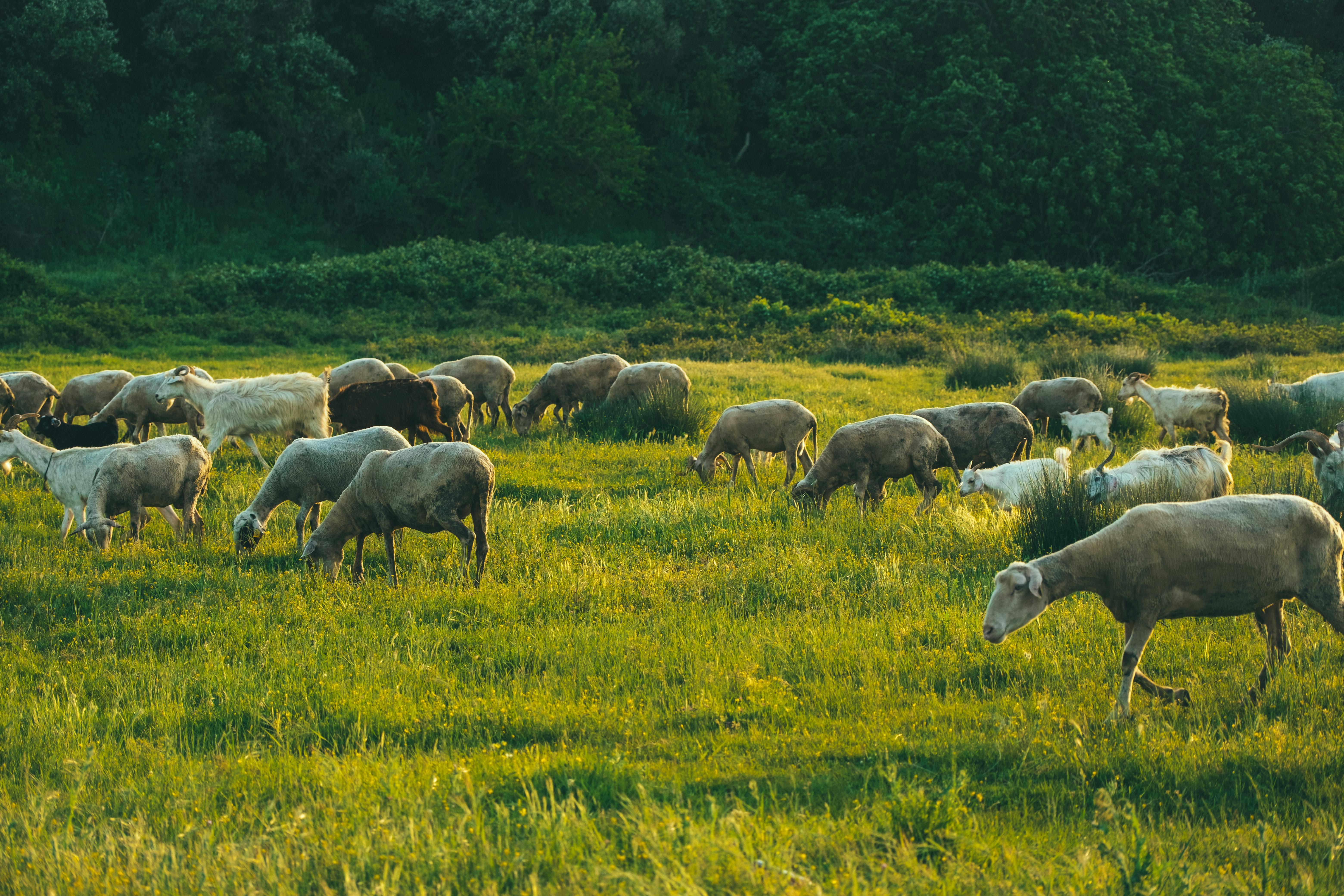 Herd of Sheep Taken Under White Sky · Free Stock Photo