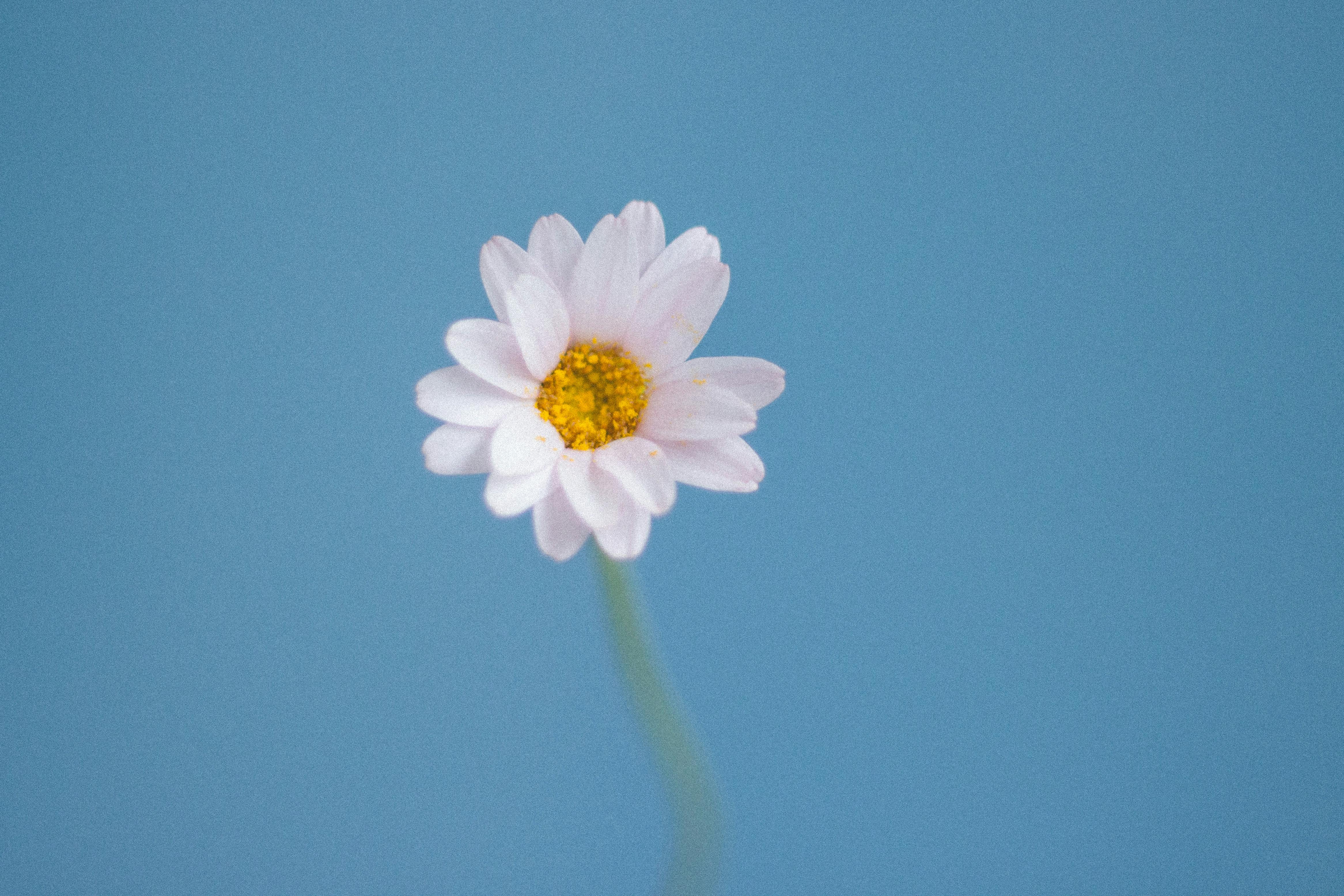 White Rhodanthe Flower Against Blue Background · Free Stock Photo