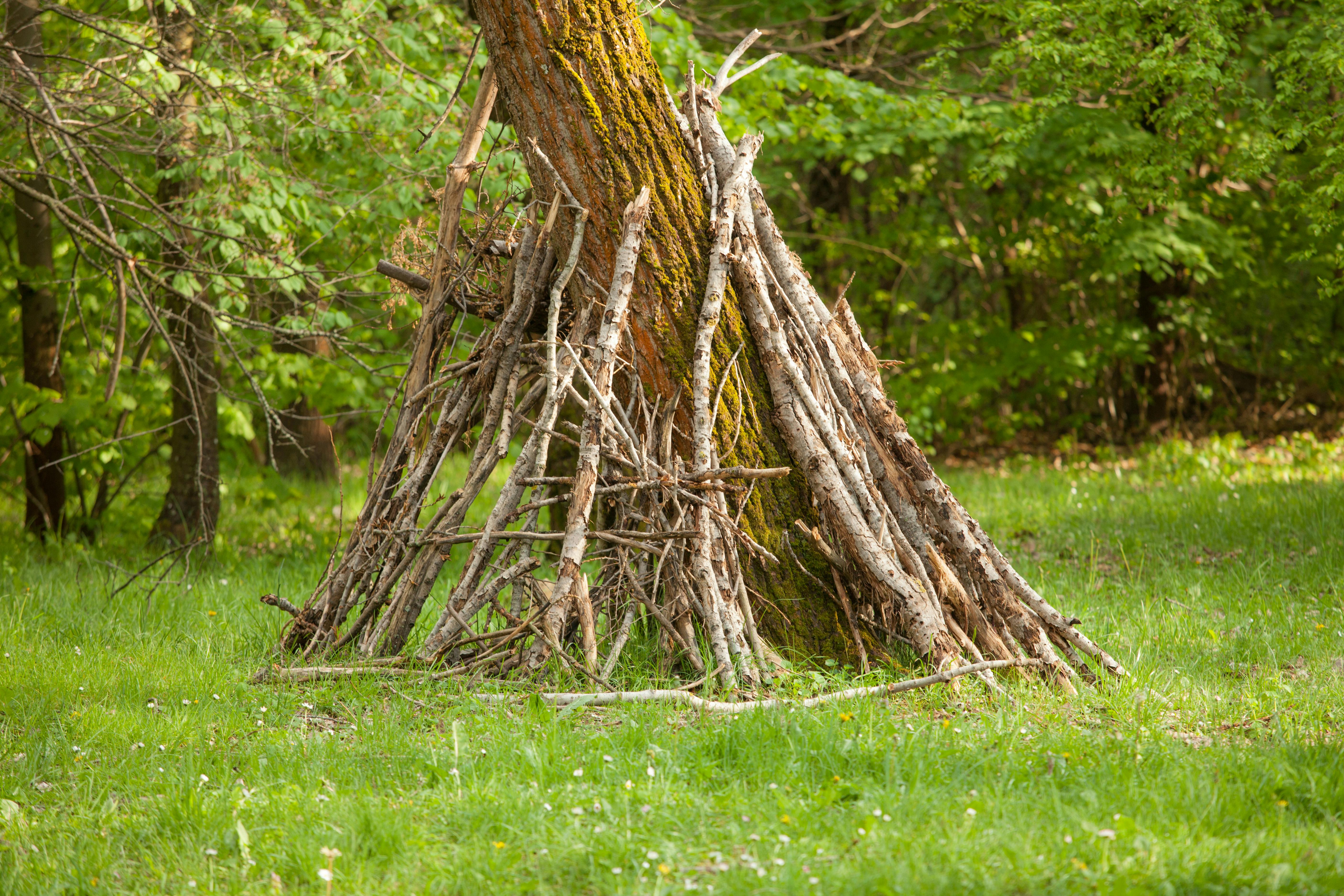 A small teepee made out of sticks in the woods · Free Stock Photo