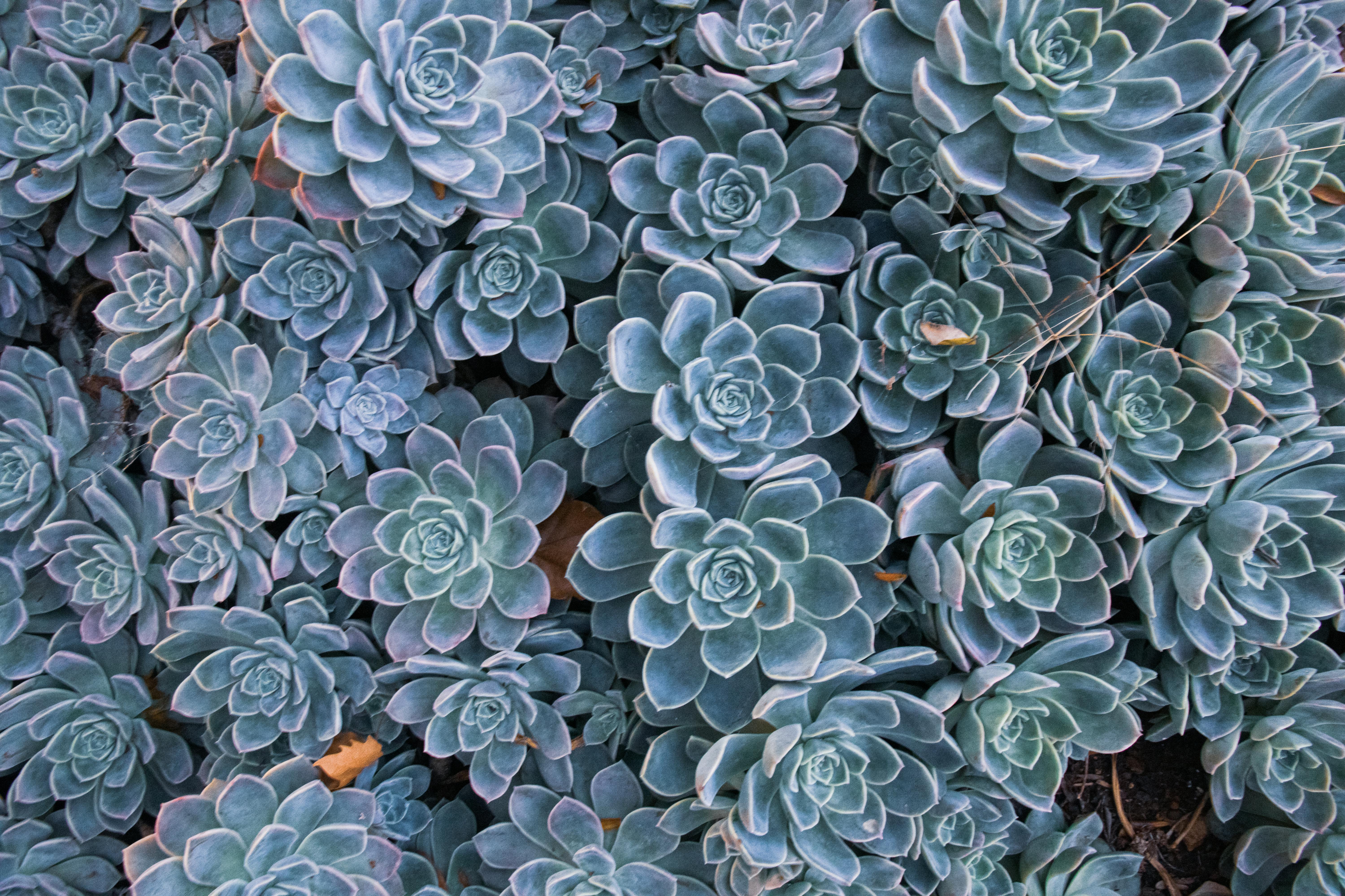 Aerial View Photography of Succulent Plants · Free Stock Photo
