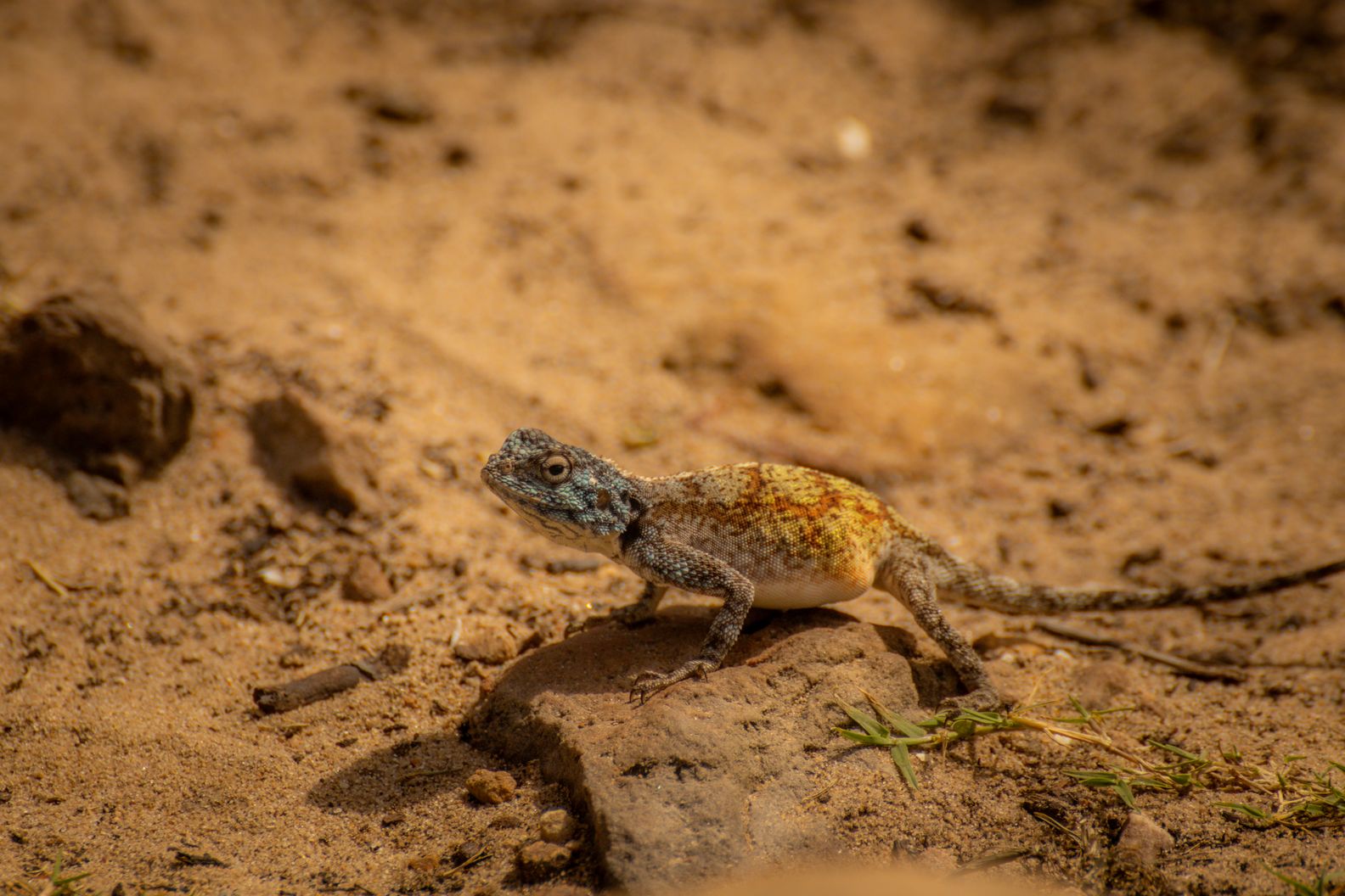 Discover Desert Horned Lizard Facts and Habitat Secrets