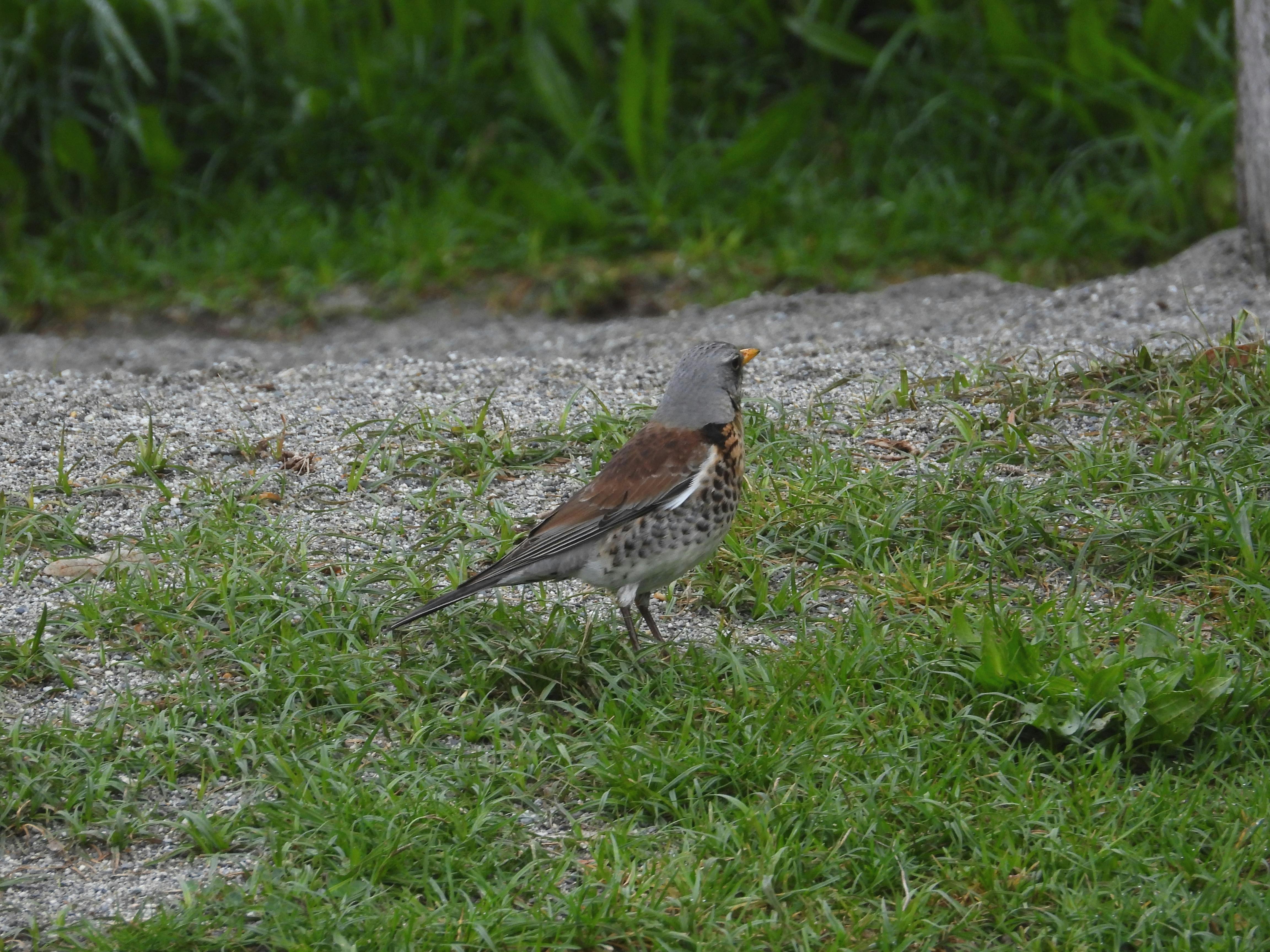 Close-up of a Fieldfare Bird Standing in the Grass · Free Stock Photo