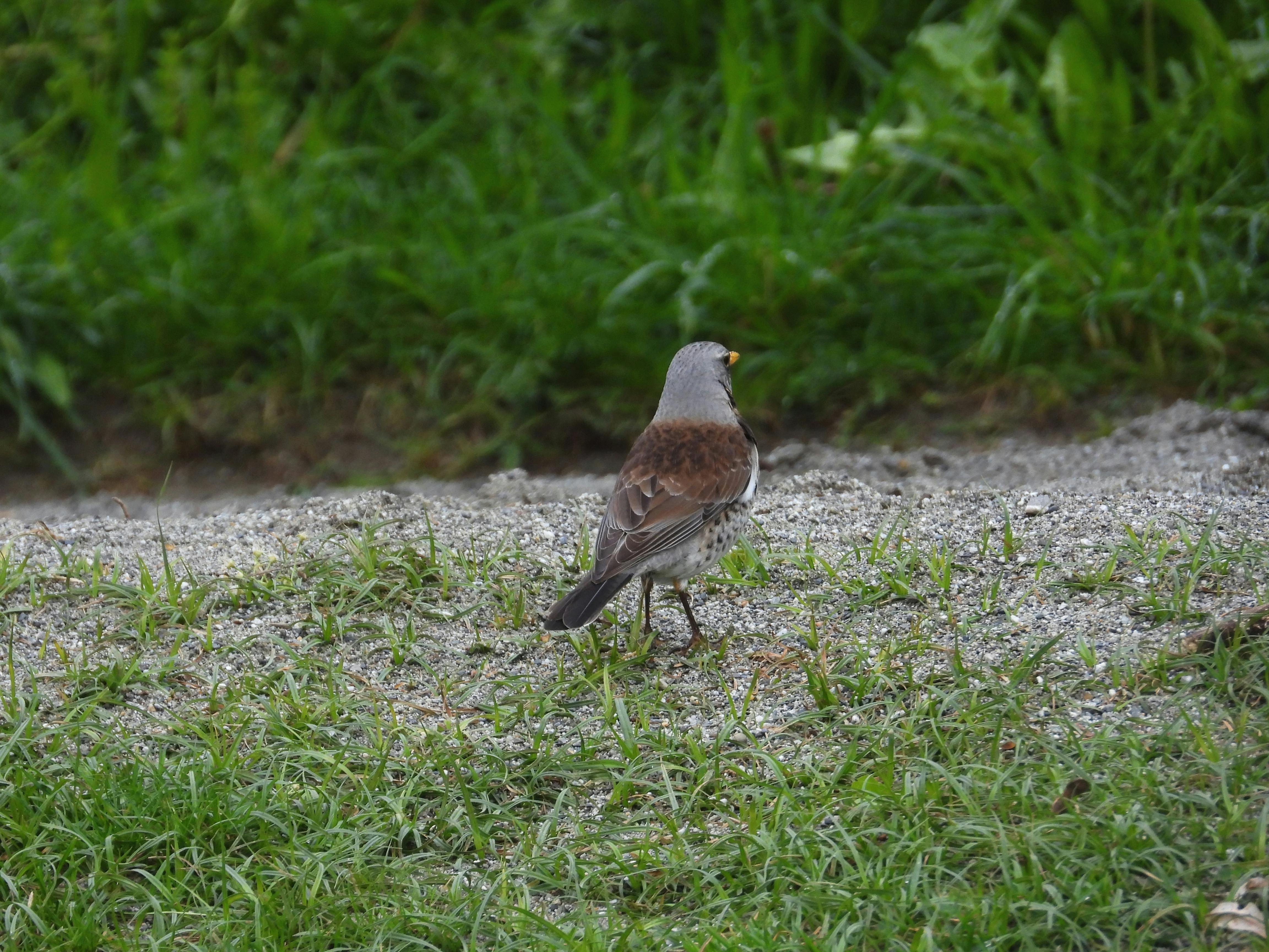 Close-up of a Fieldfare Bird · Free Stock Photo