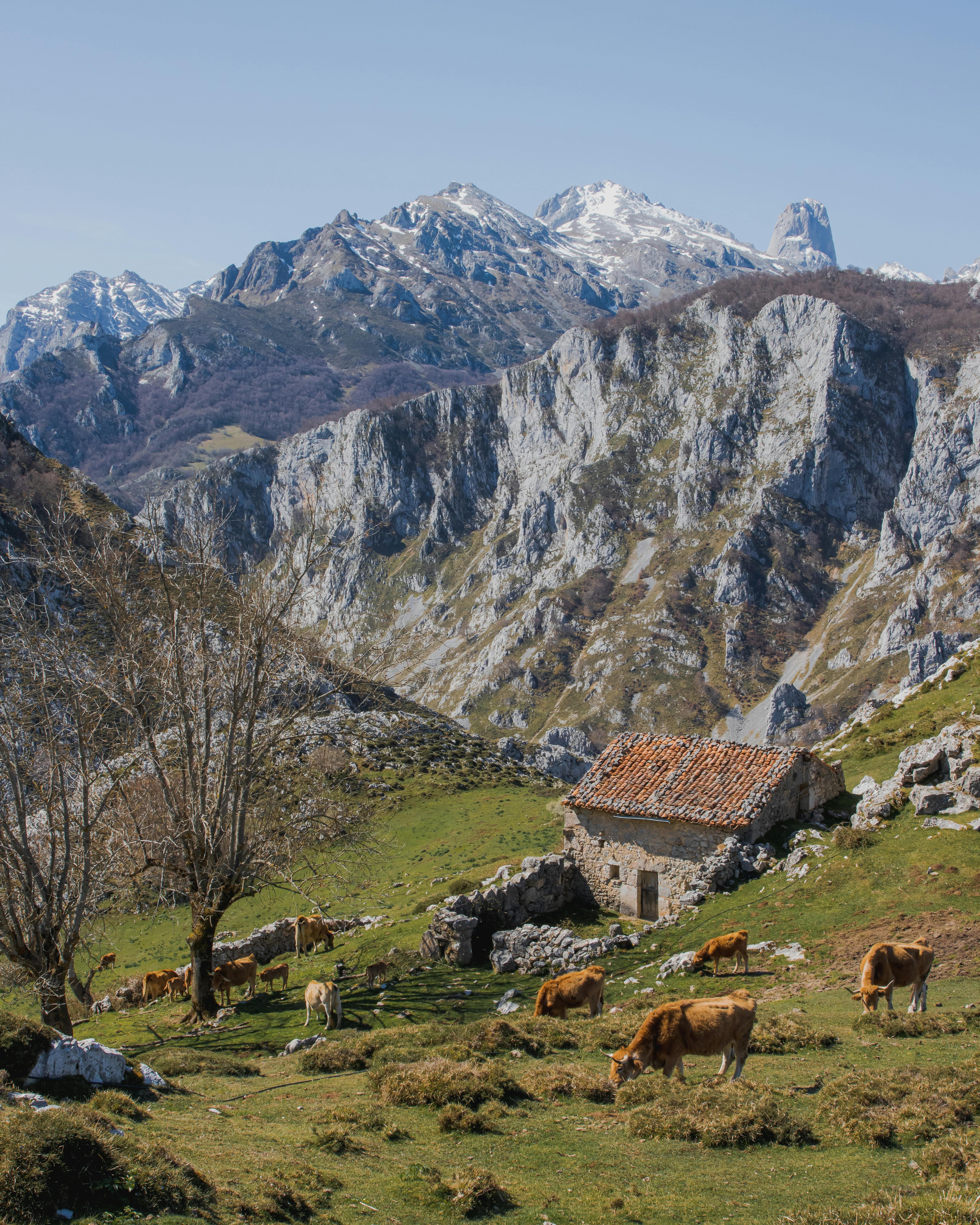 Scenic Alpine Farm Landscape with Cows · Free Stock Photo