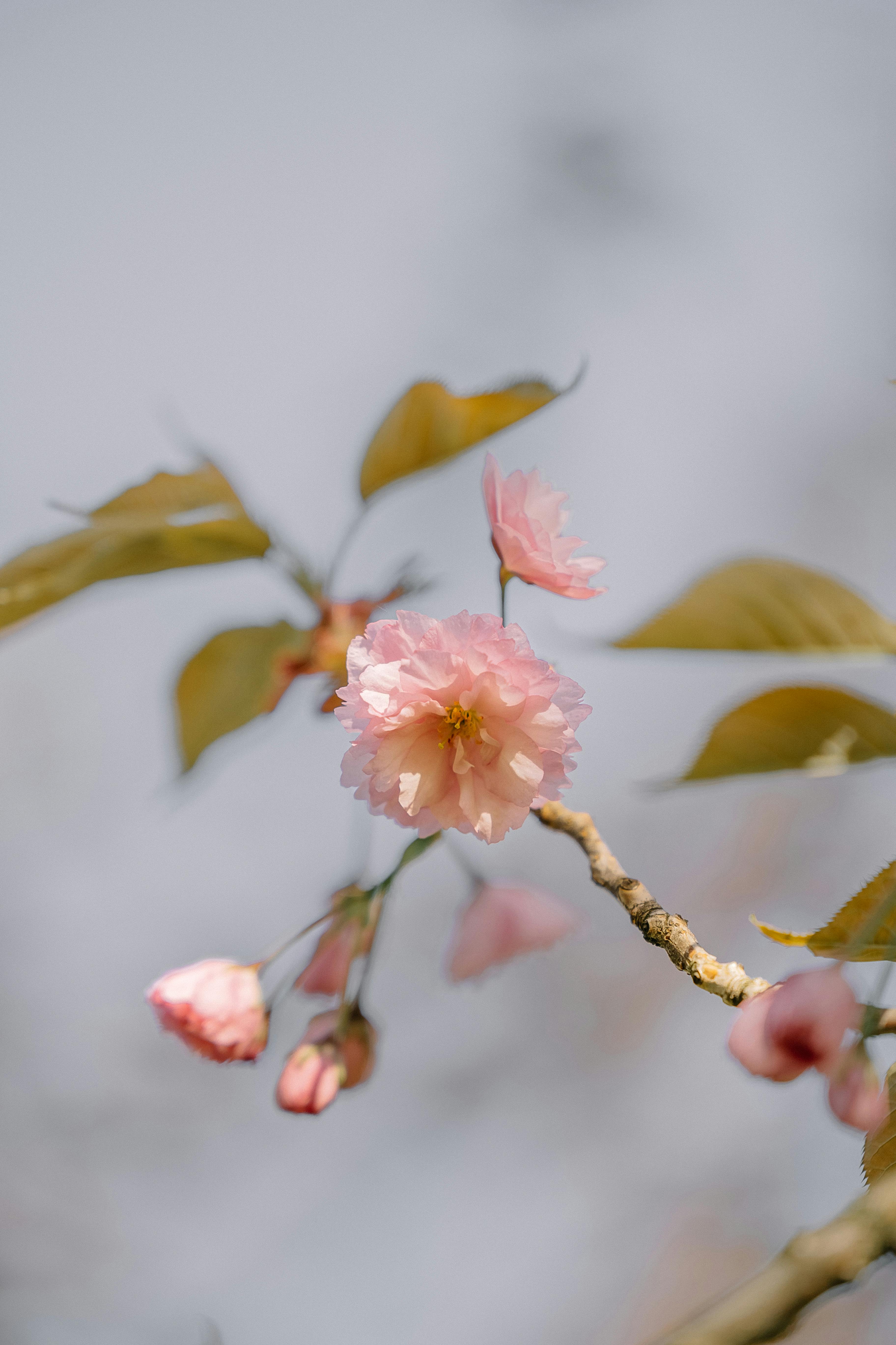 Pink 5 Petaled Flower in Close Up Photo at Daytime · Free Stock Photo