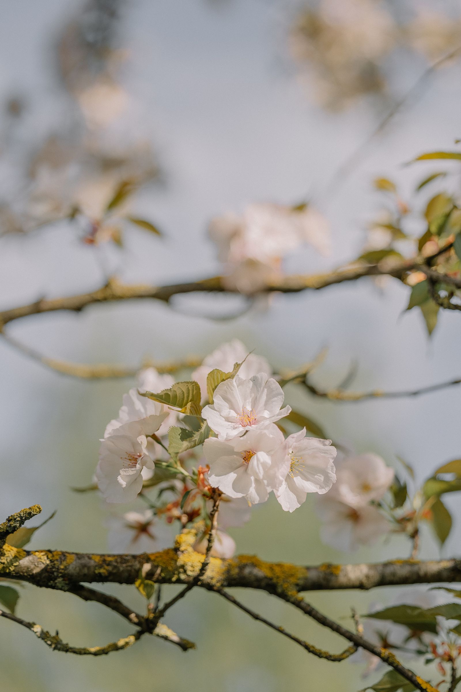 Cherry Branches Photos, Download The BEST Free Cherry Branches Stock ...