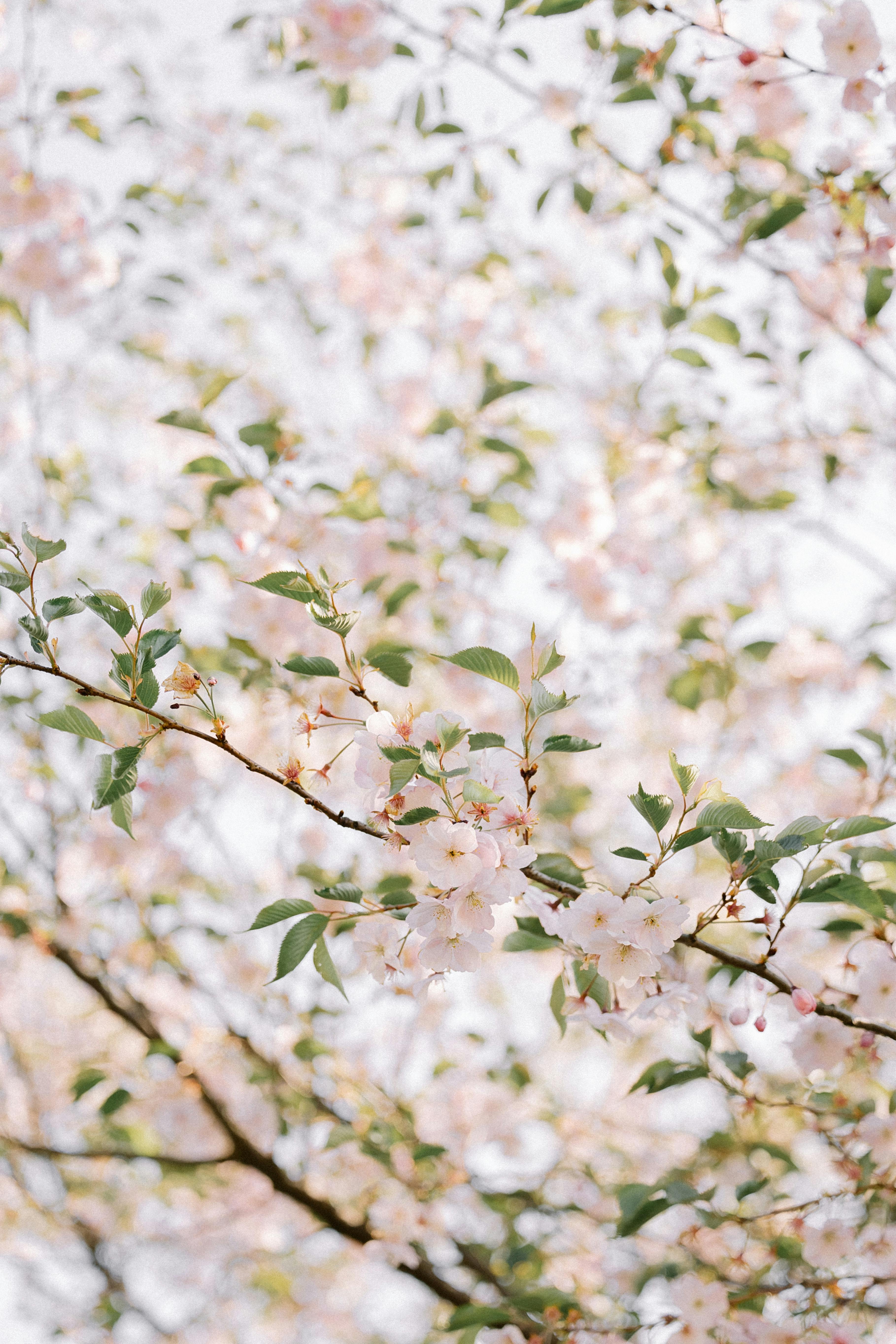 Branches with Blossoms in Spring · Free Stock Photo
