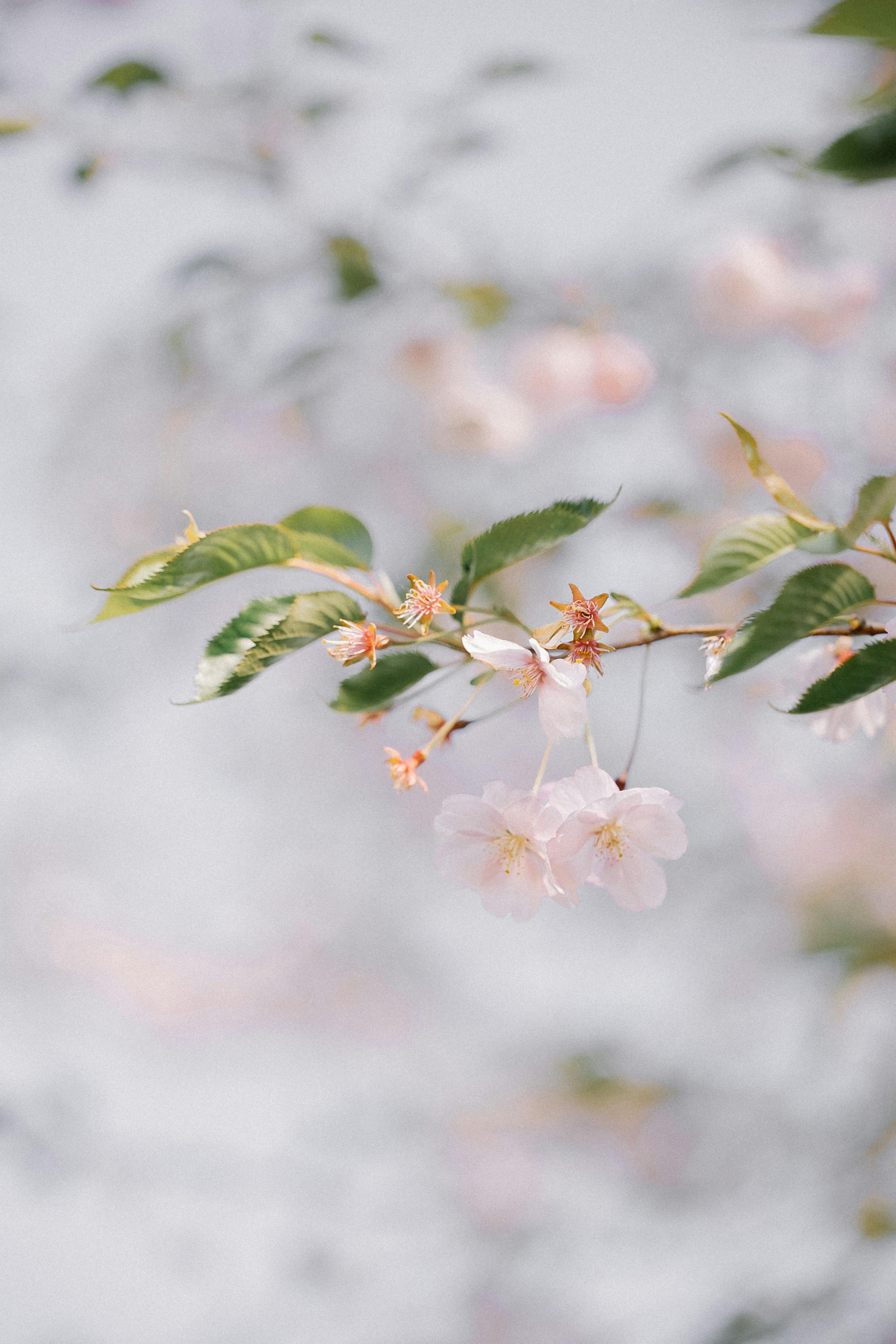 Close-up of Cherry Blossom Branches · Free Stock Photo