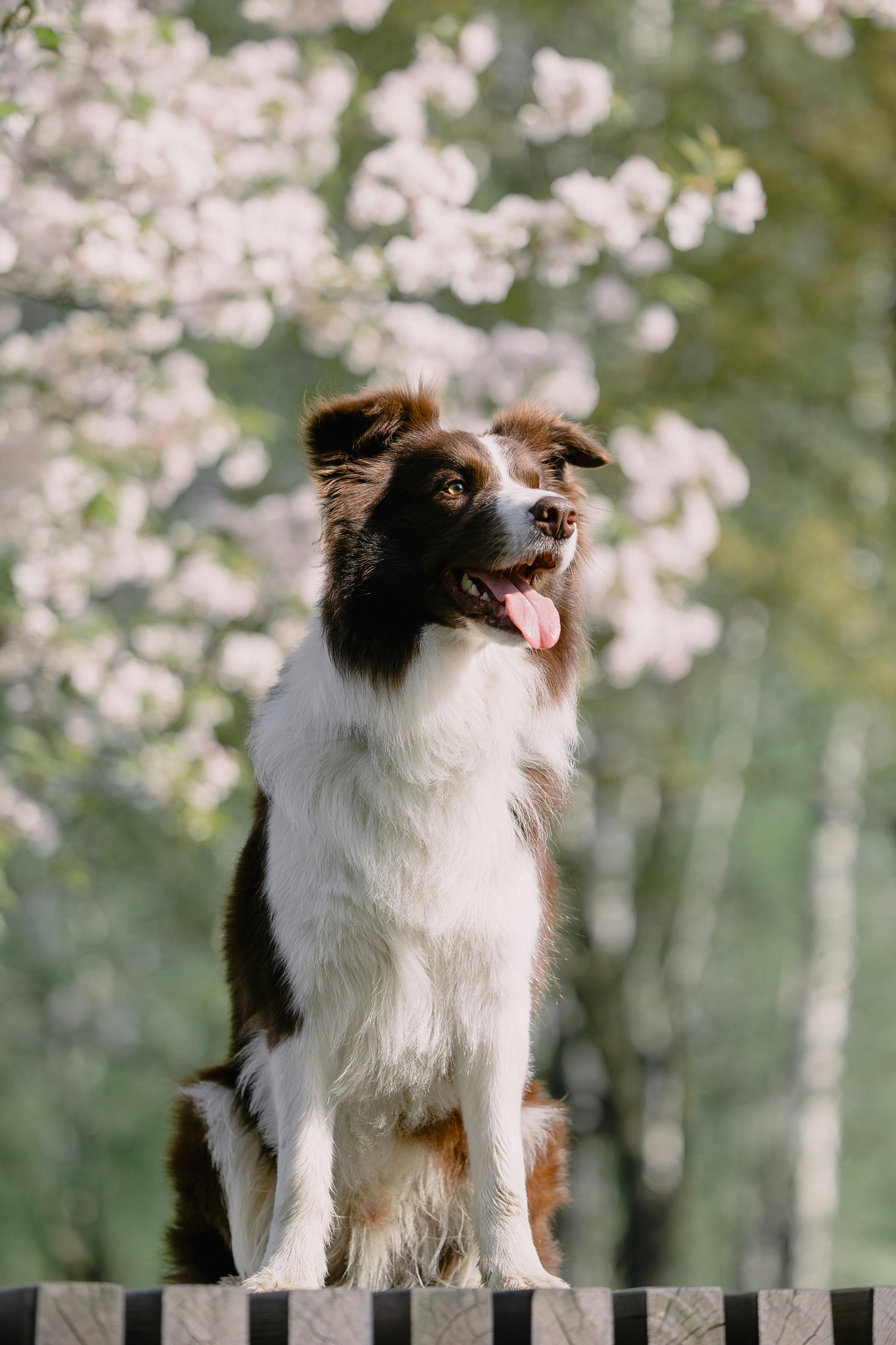 A Border Collie Dog Sitting in a Park on the Background of Cherry ...